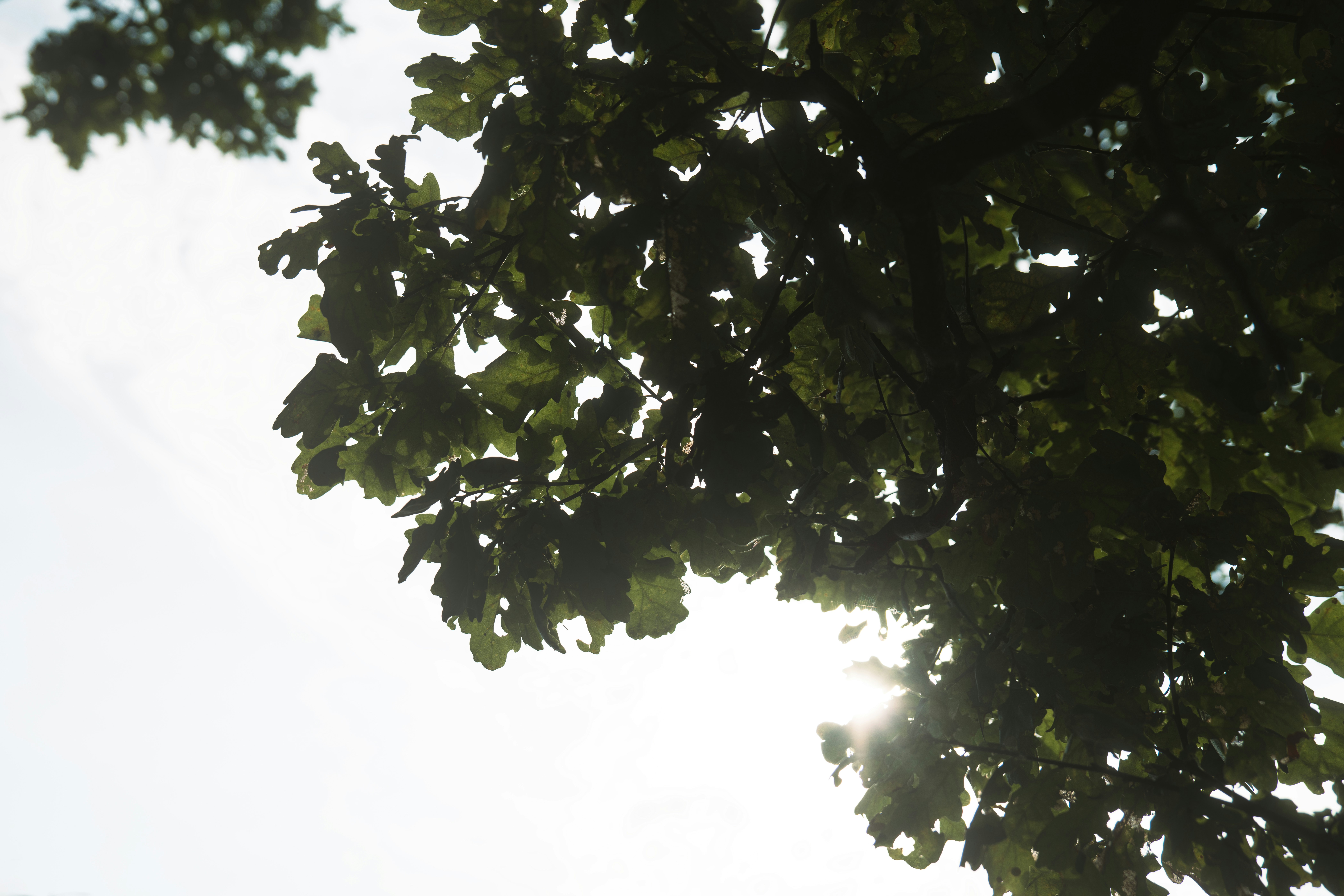 Photo taken with Sony ILCE-7RM4A, lens Samyang 24-70mm, More beautiful photos: https://t.me/+XOwdYHUkFq83YmYy | Sunlight peeks through tree leaves.