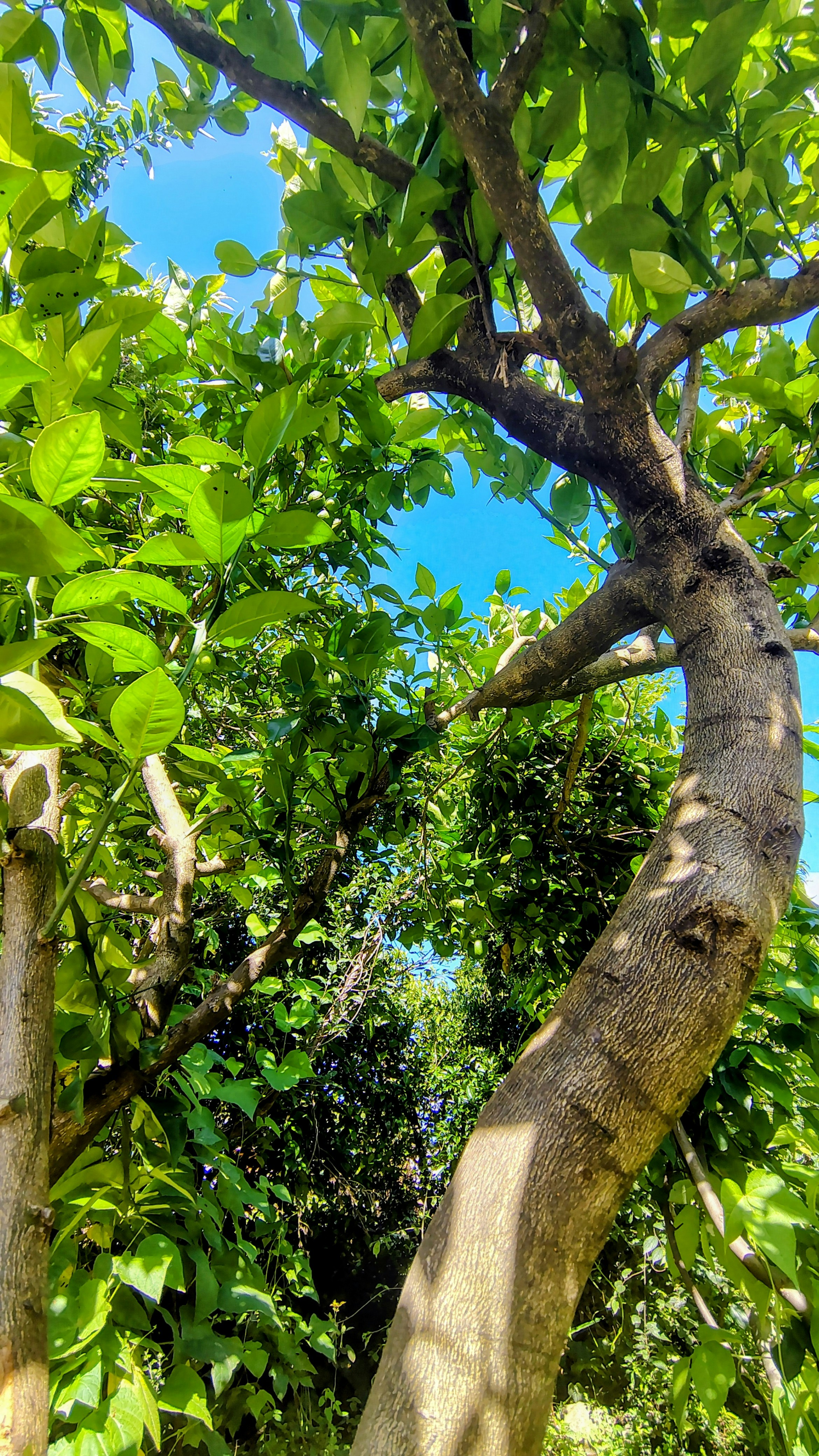 Sample photo from Motorola Edge Fusion