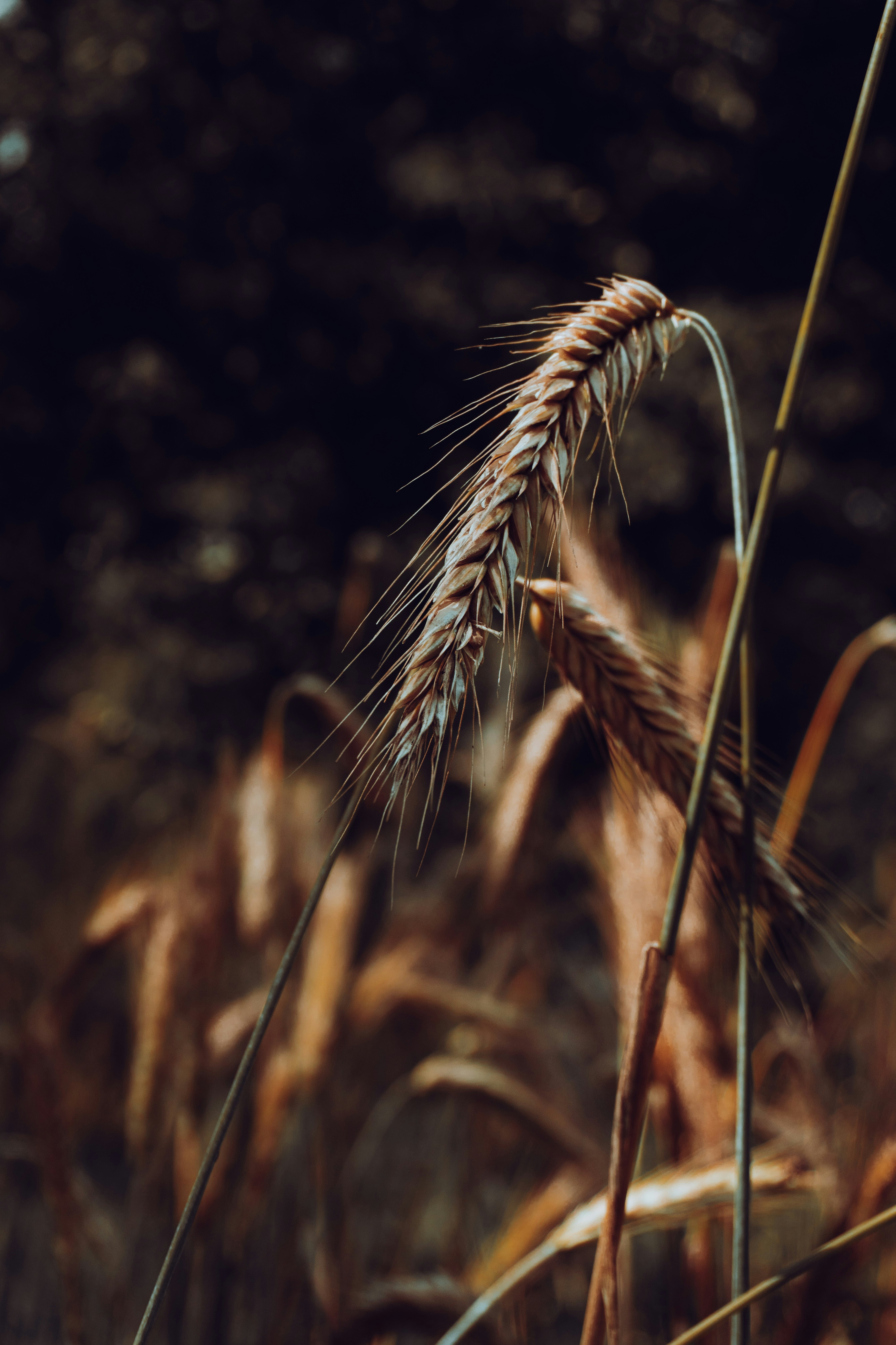 Whispers of the Golden Grasses