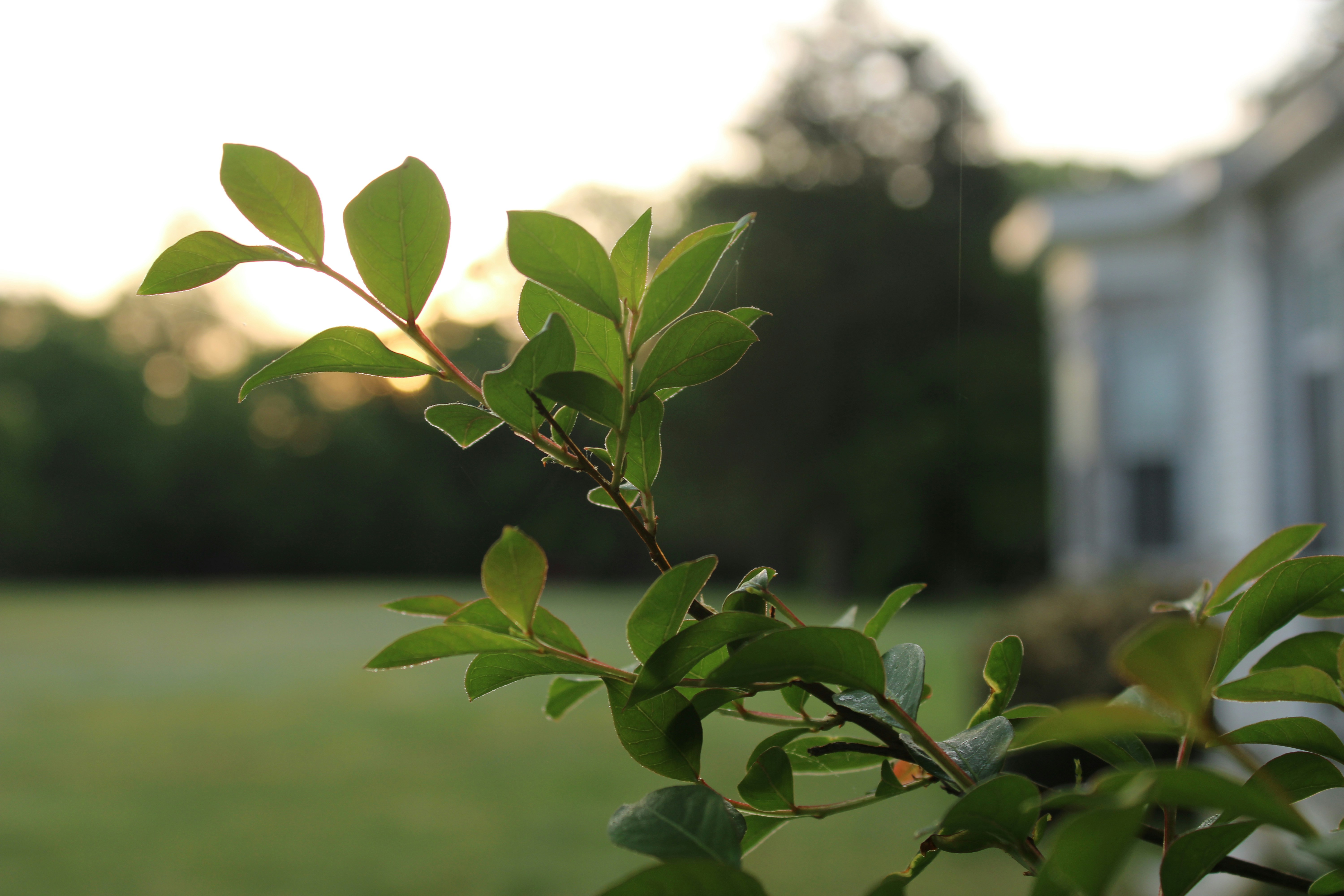 Fresh leaves on a branch with a soft background.