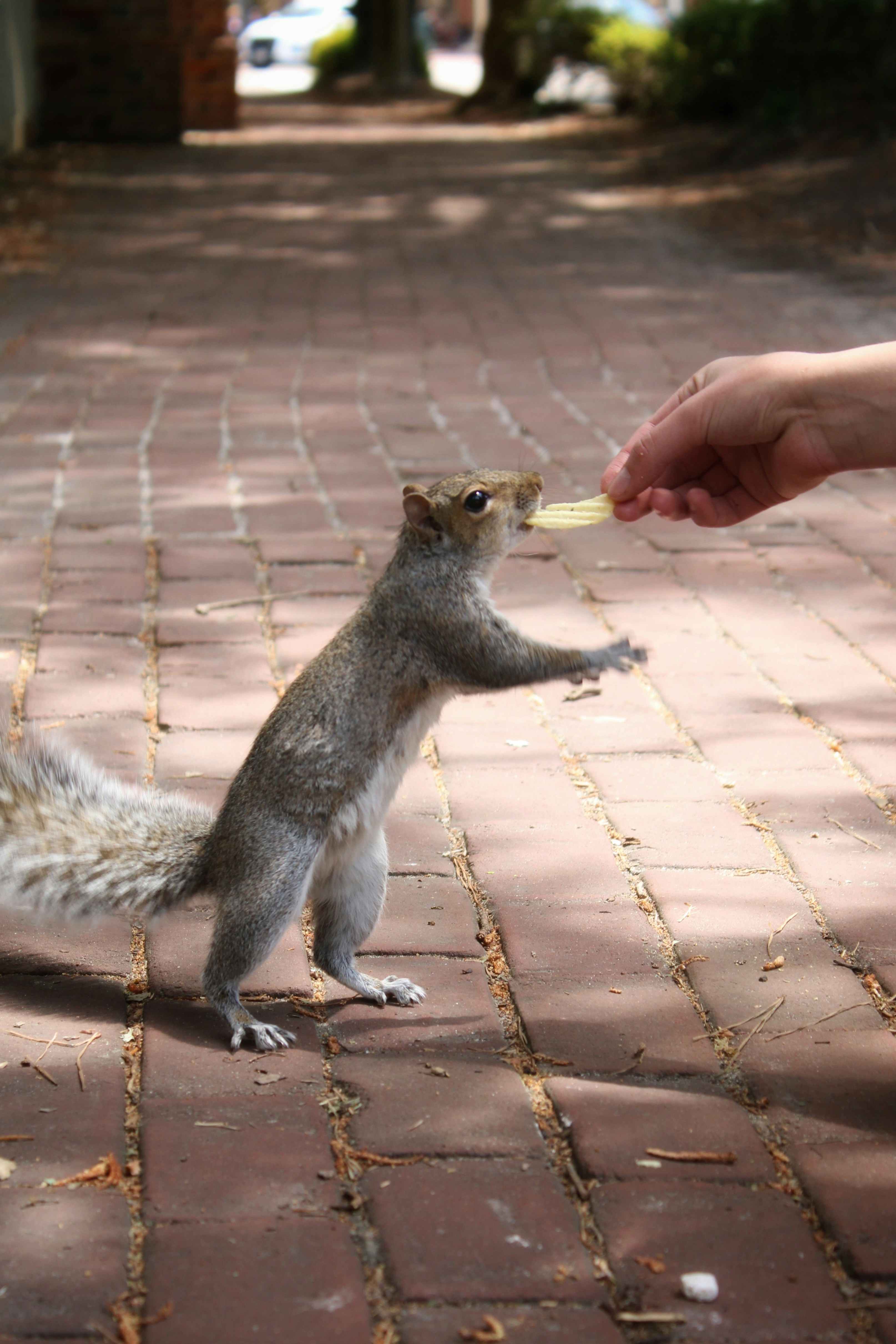 Squirrel takes a snack from a human hand.