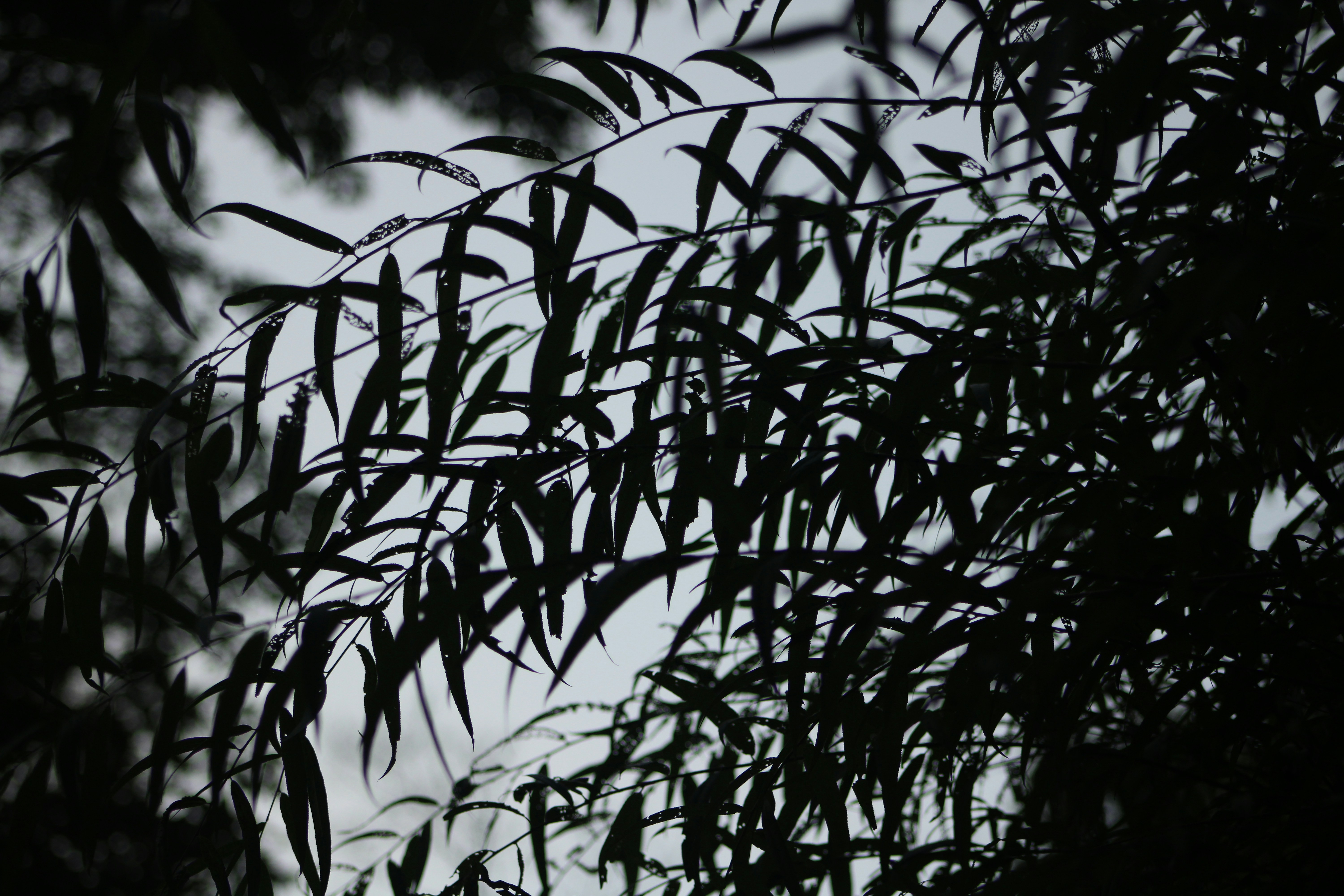Silhouetted tree leaves contrast against a cloudy sky.