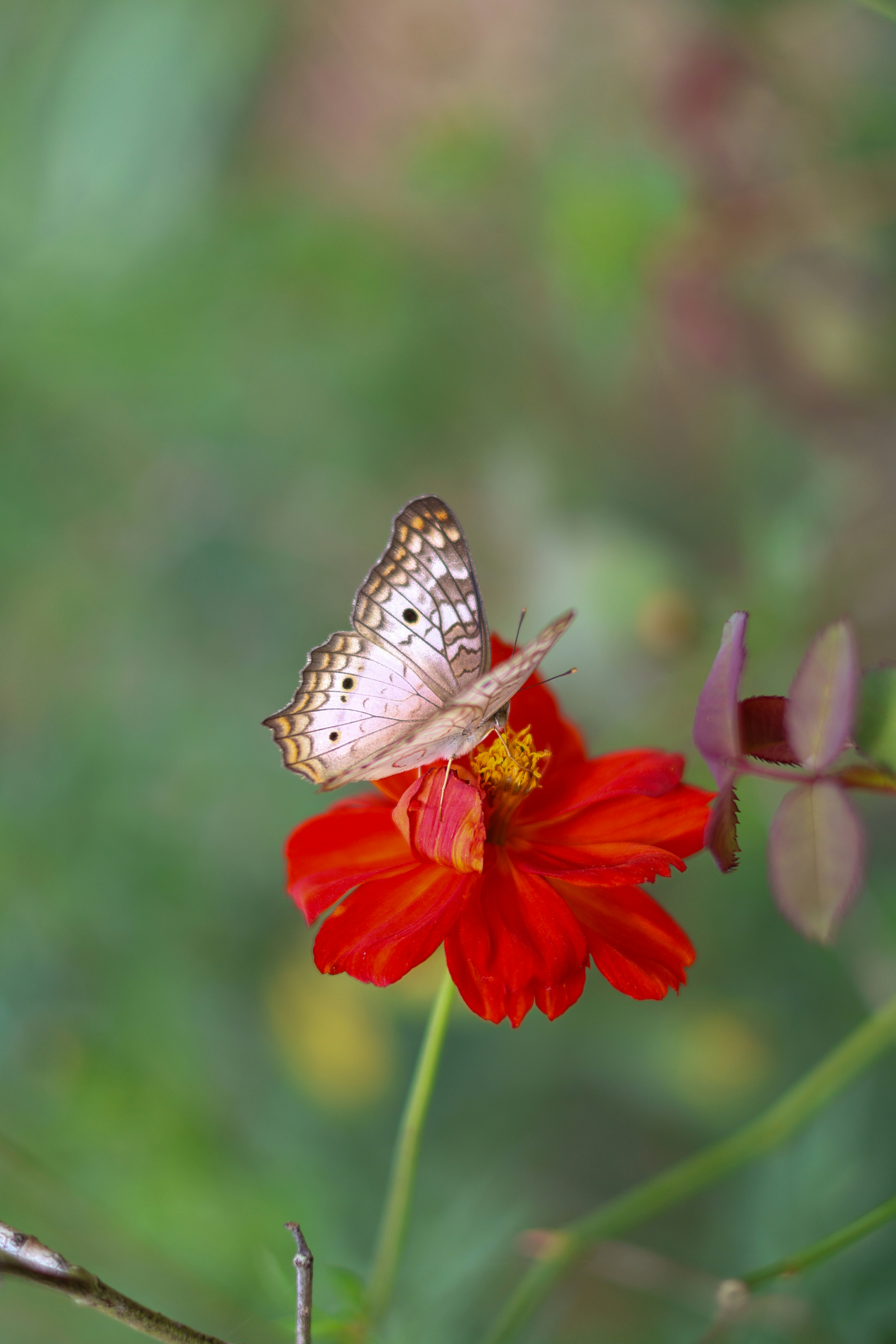 A butterfly resting on a vibrant red flower, showcasing intricate wing patterns against a softly blurred green background.