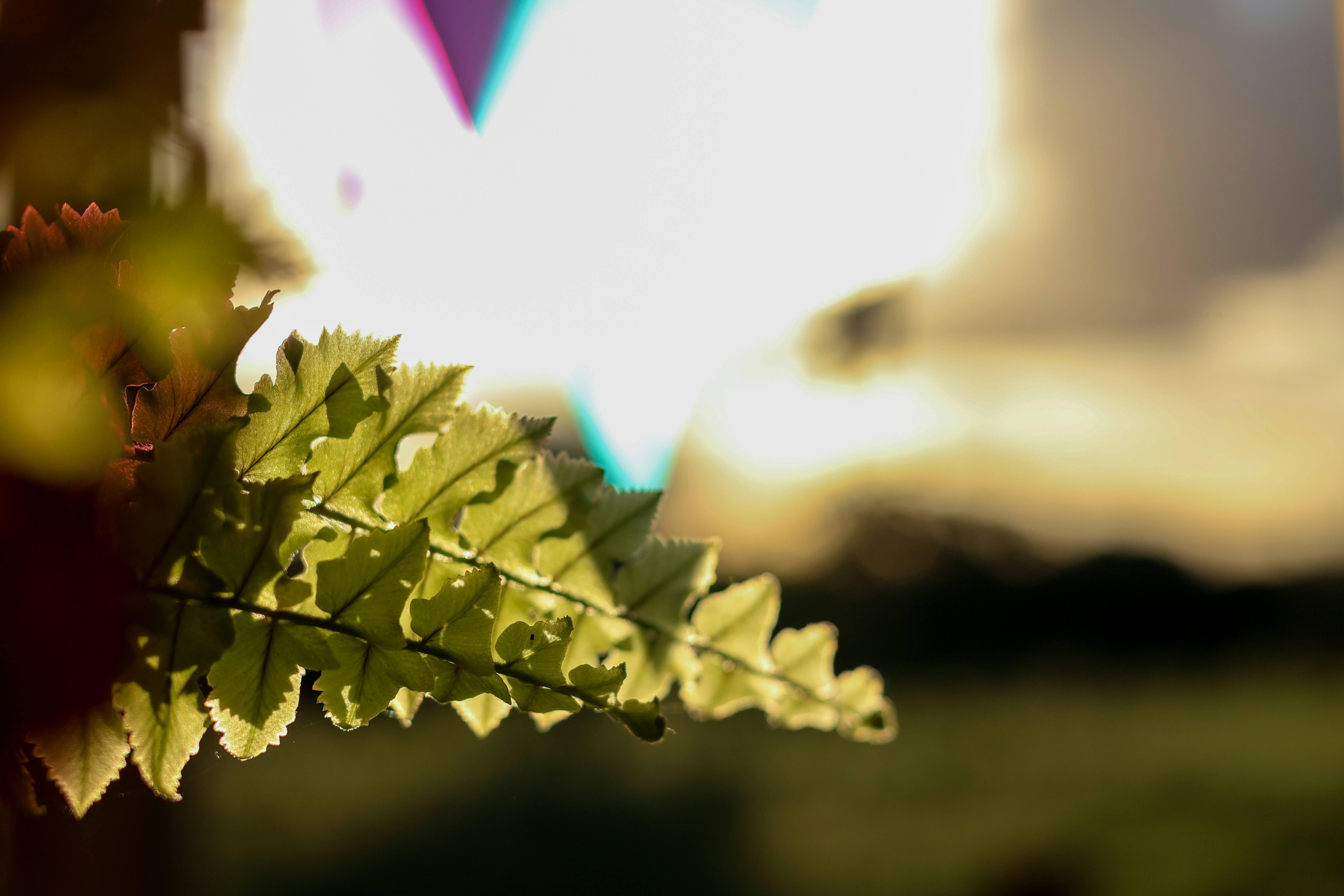 Whispers of Nature: A Fern's Embrace