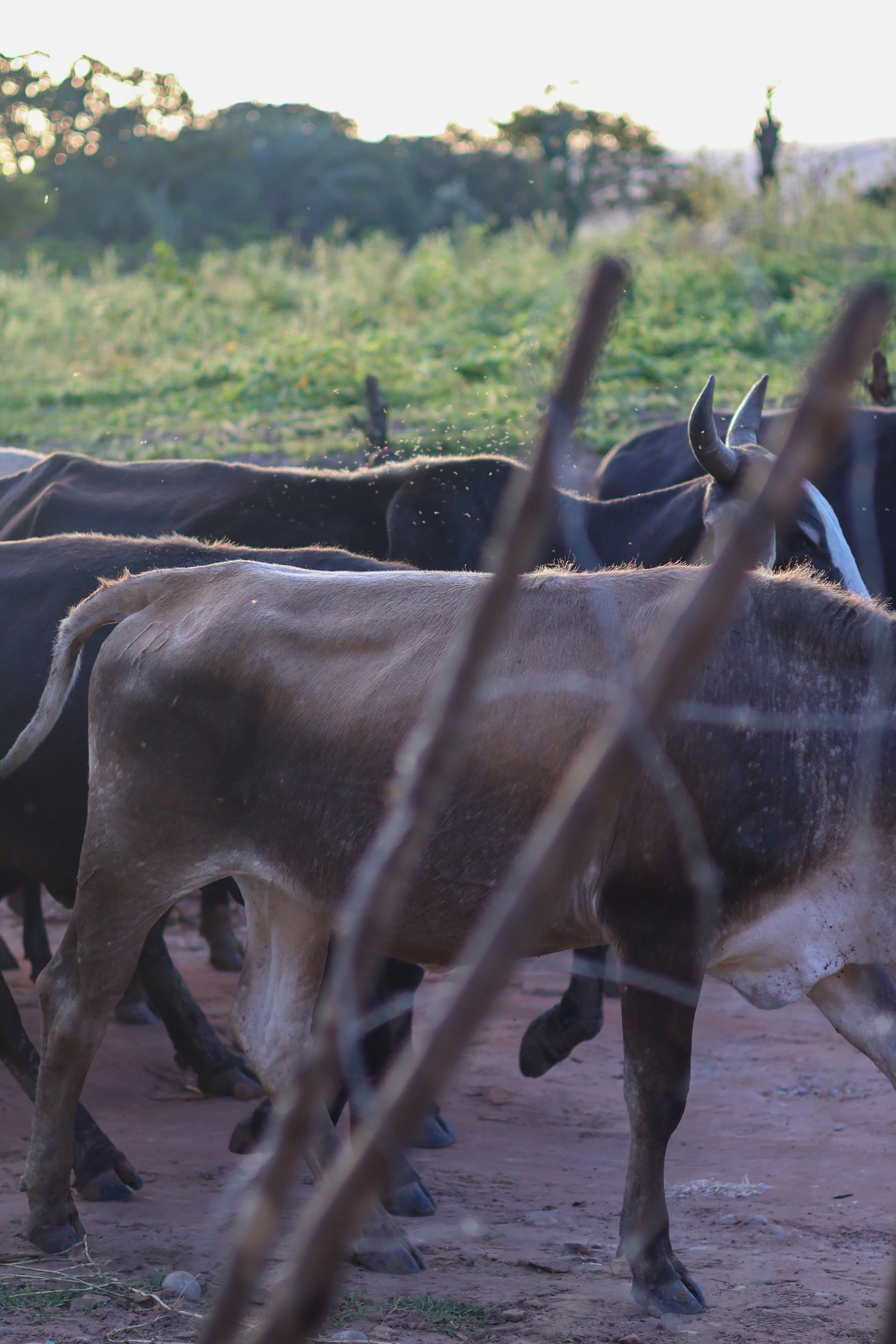 Cattle are walking on a dirt road.
