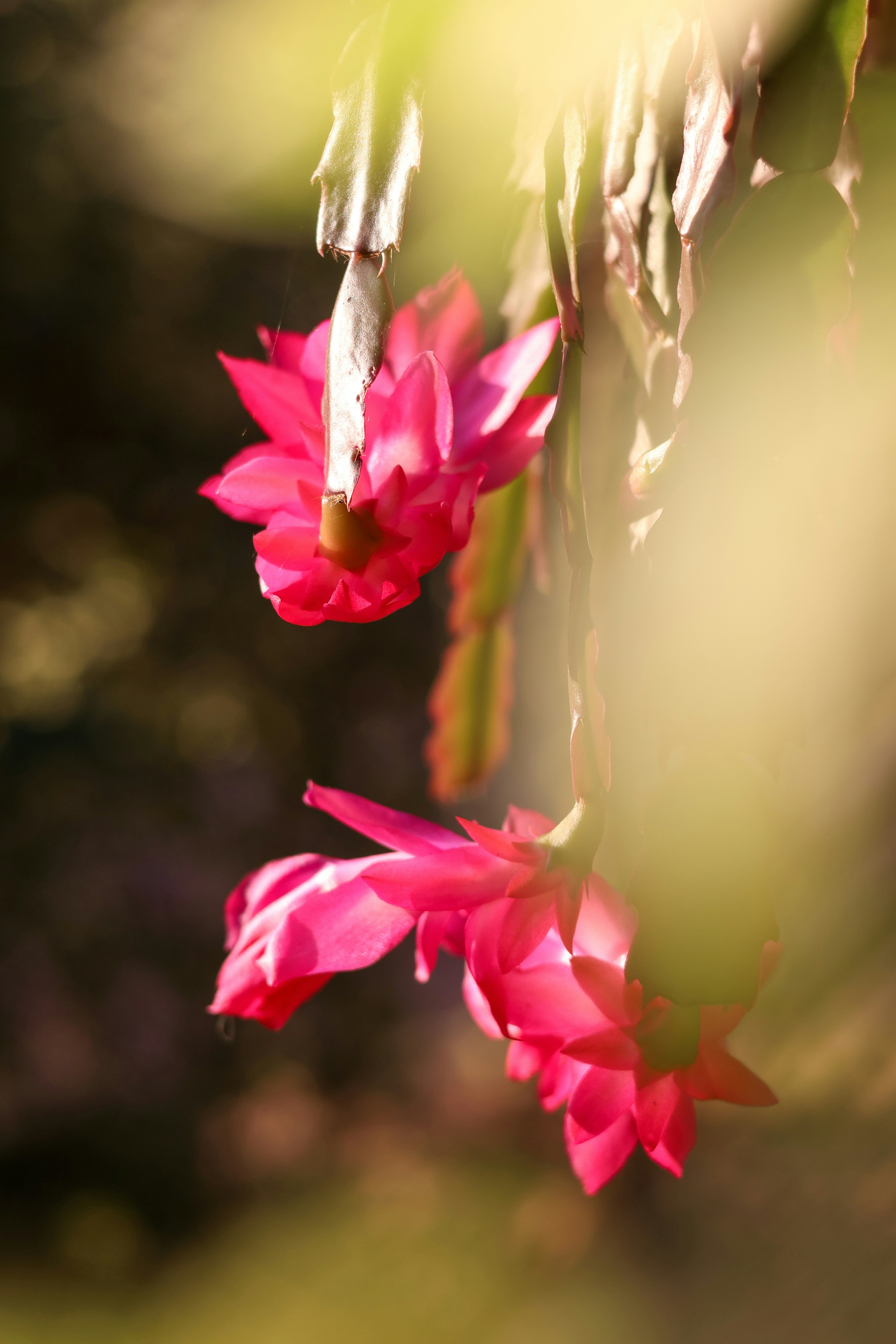 Vibrant pink cactus flowers bloom against a softly blurred background, showcasing their intricate petals and natural beauty.