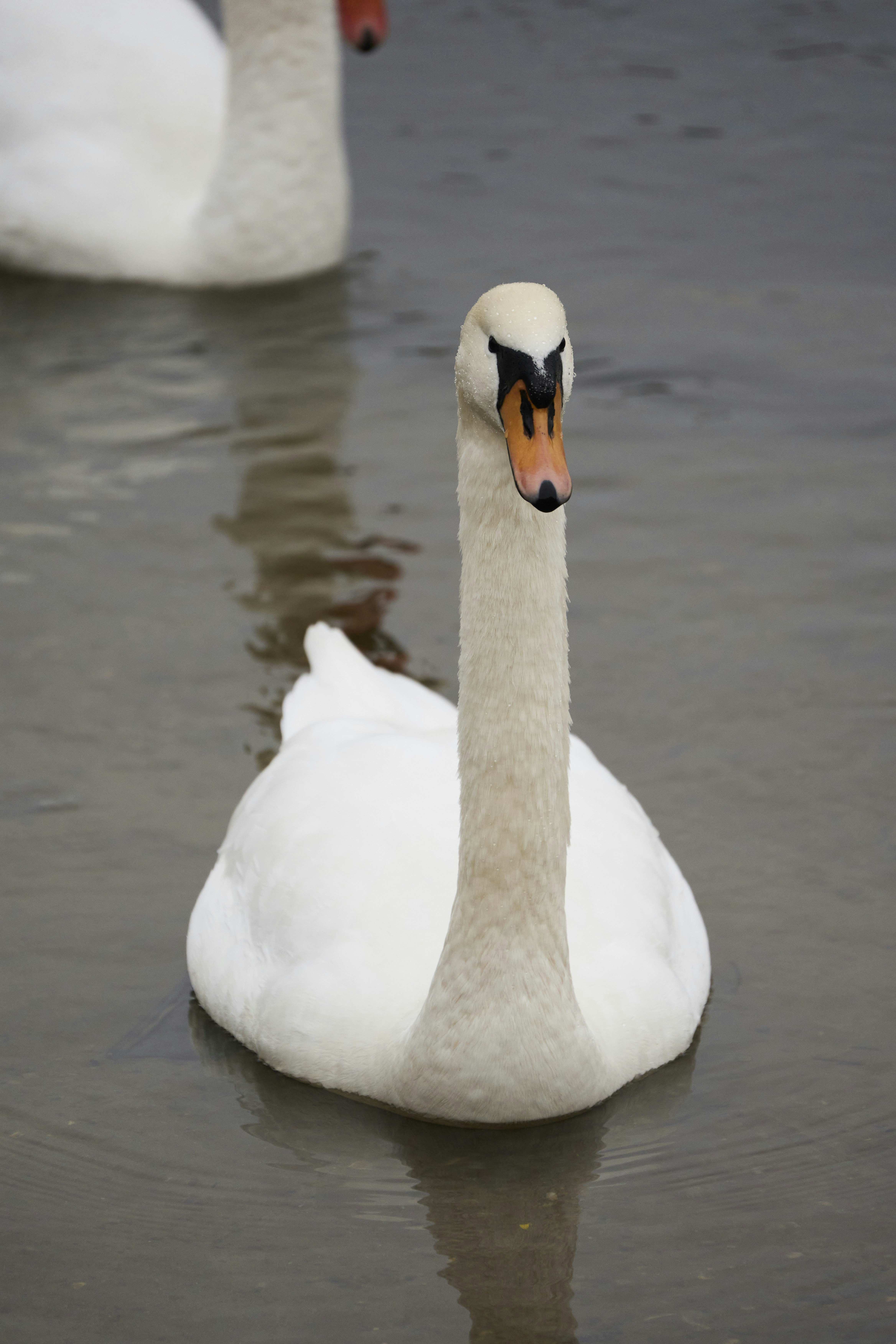 A graceful swan gliding through calm waters, showcasing its pristine white feathers and distinctive orange beak. The tranquil setting enhances the bird's natural beauty.
