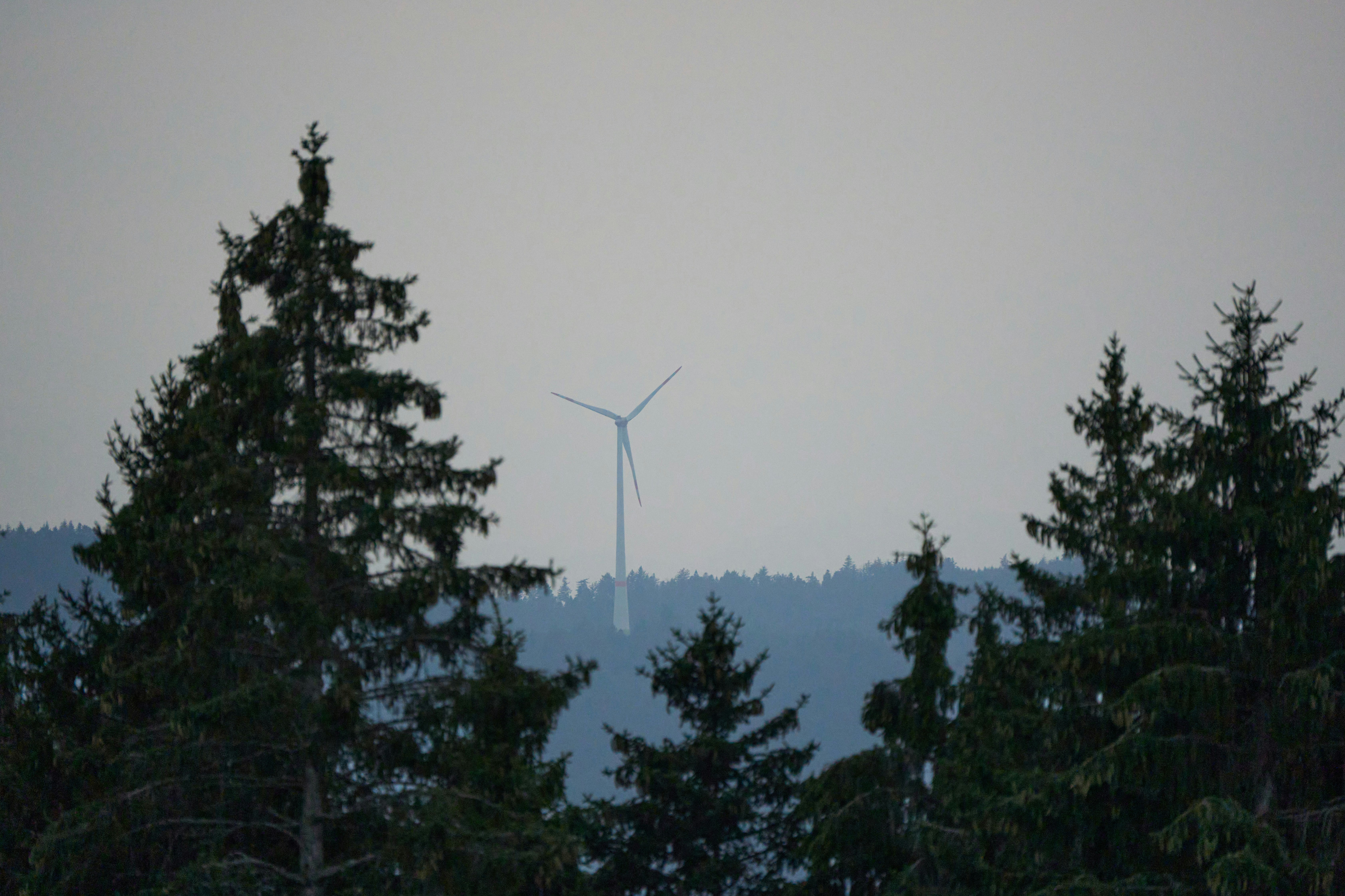 Whispers of Innovation Amidst Nature's Embrace