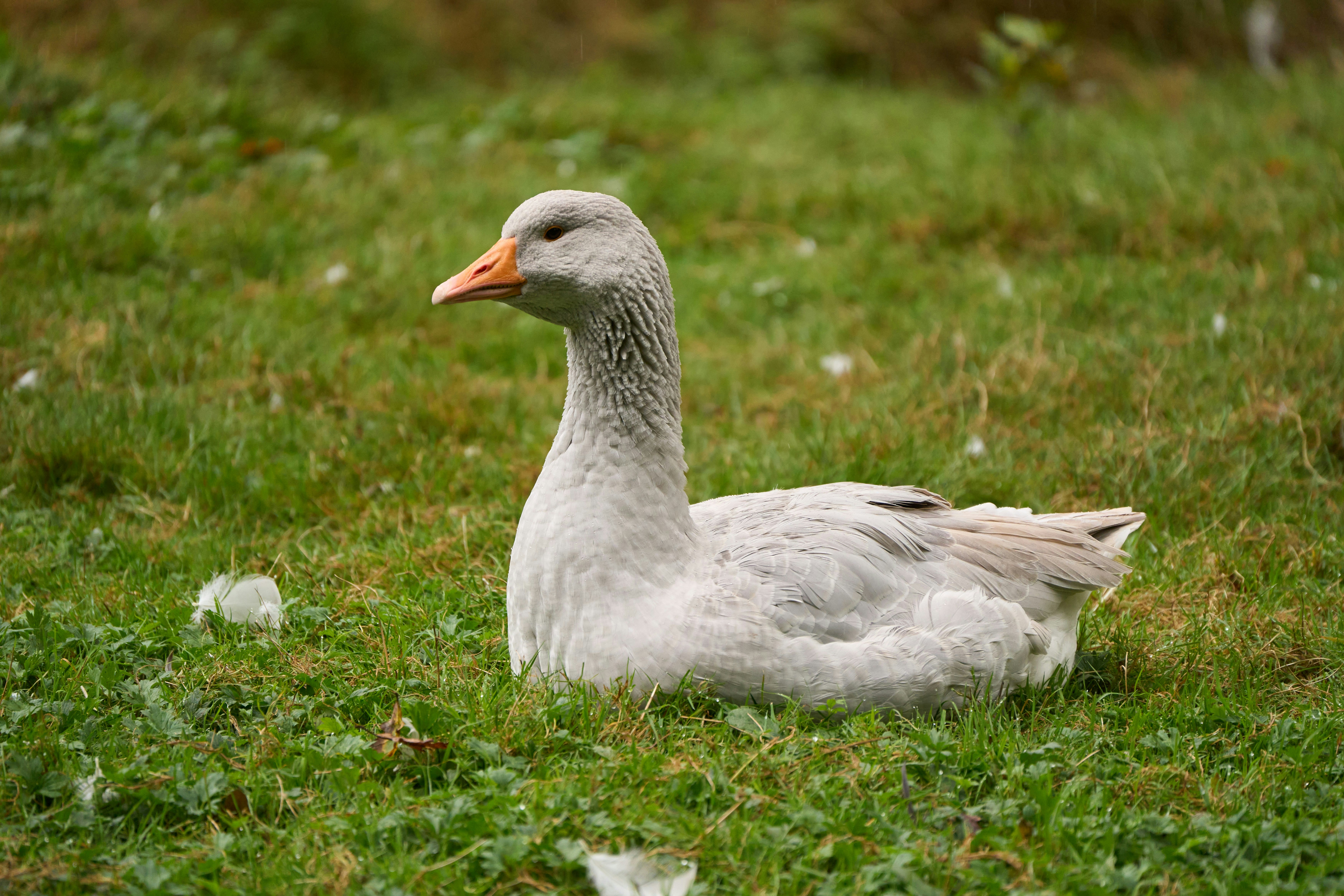 A goose is resting in the green grass.