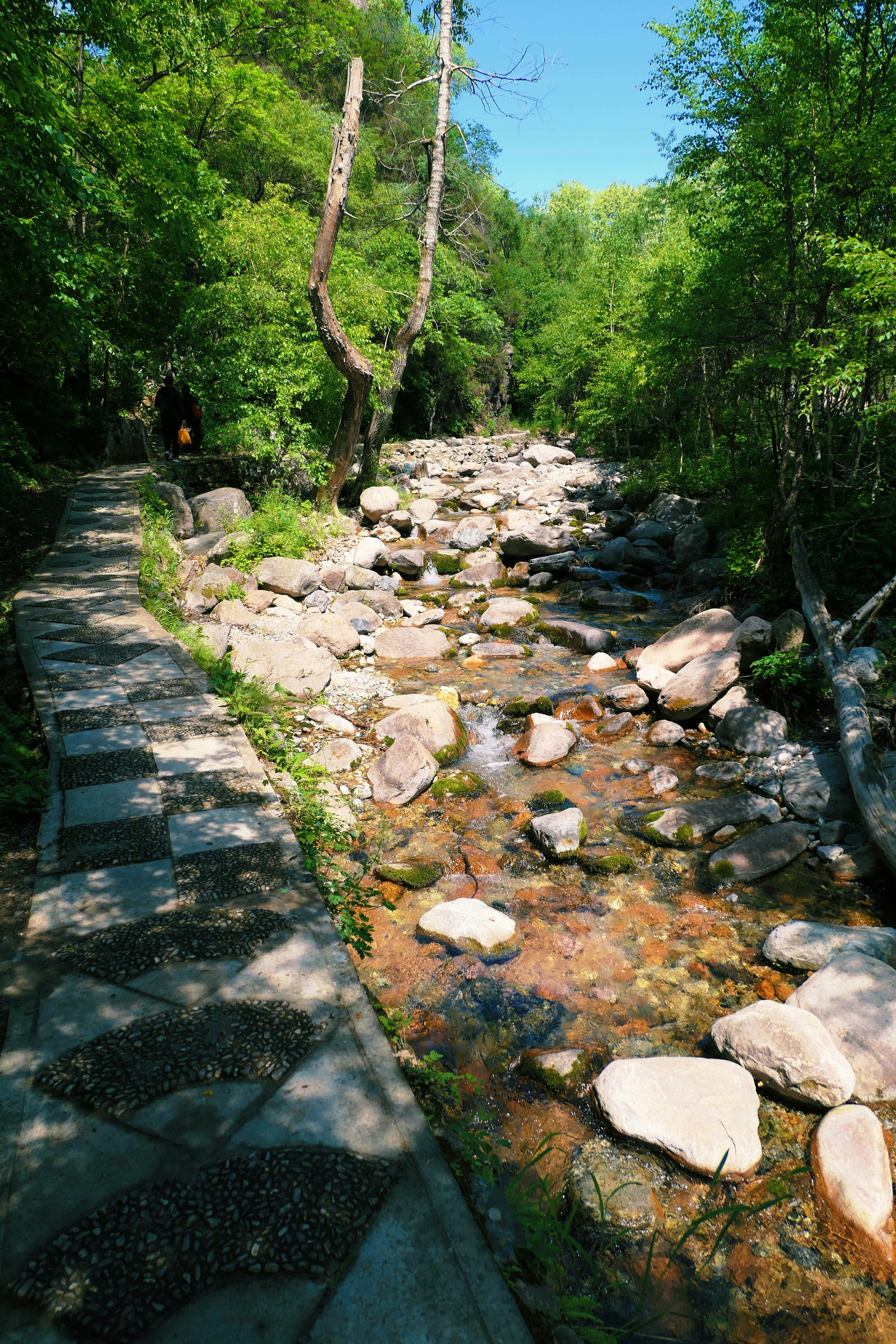 Processed with VSCO with l6 preset | A rocky creek runs through a lush forest.