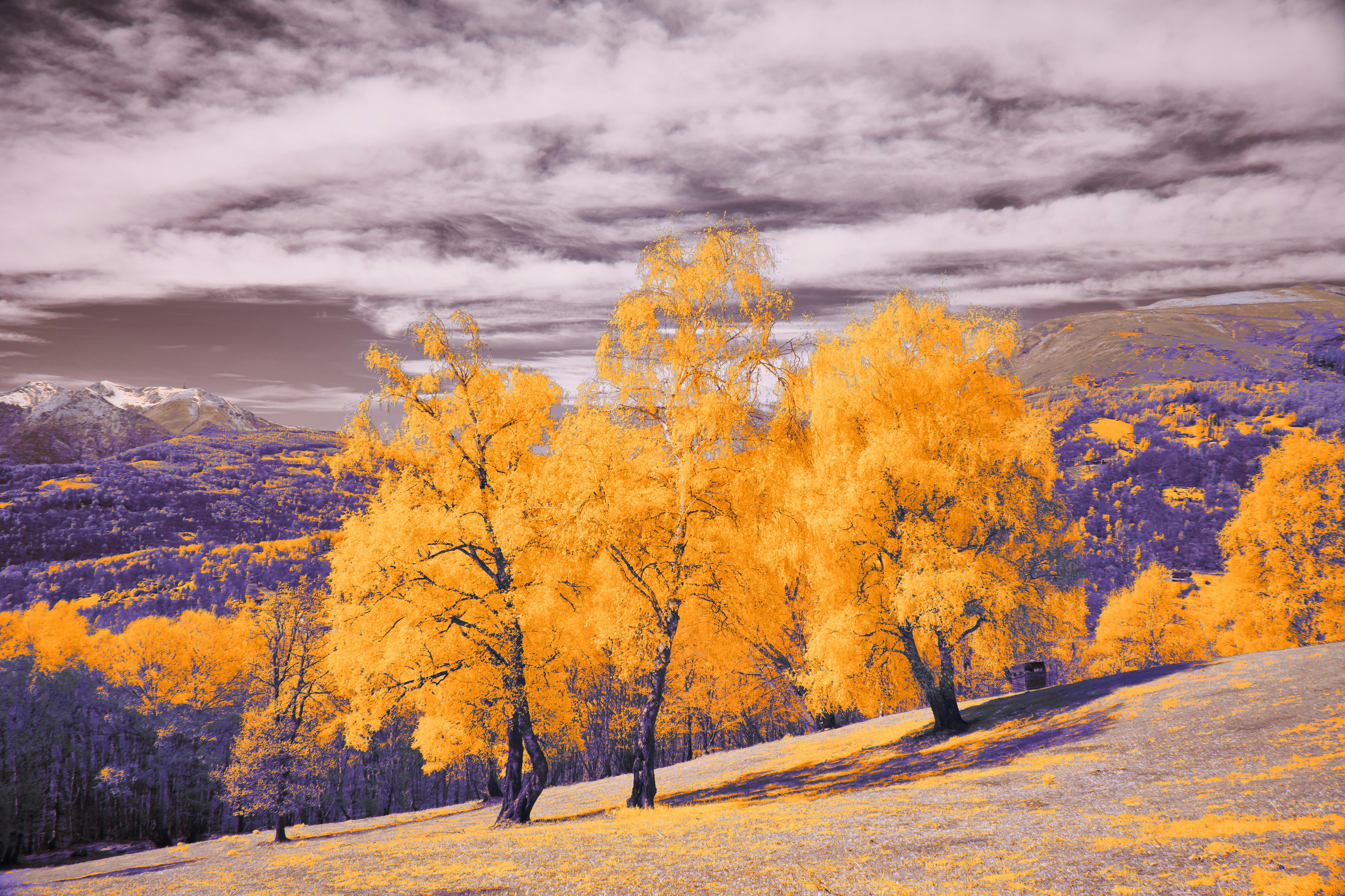 Vibrant orange trees stand against a surreal lavender sky and distant mountains, creating a dreamlike landscape.