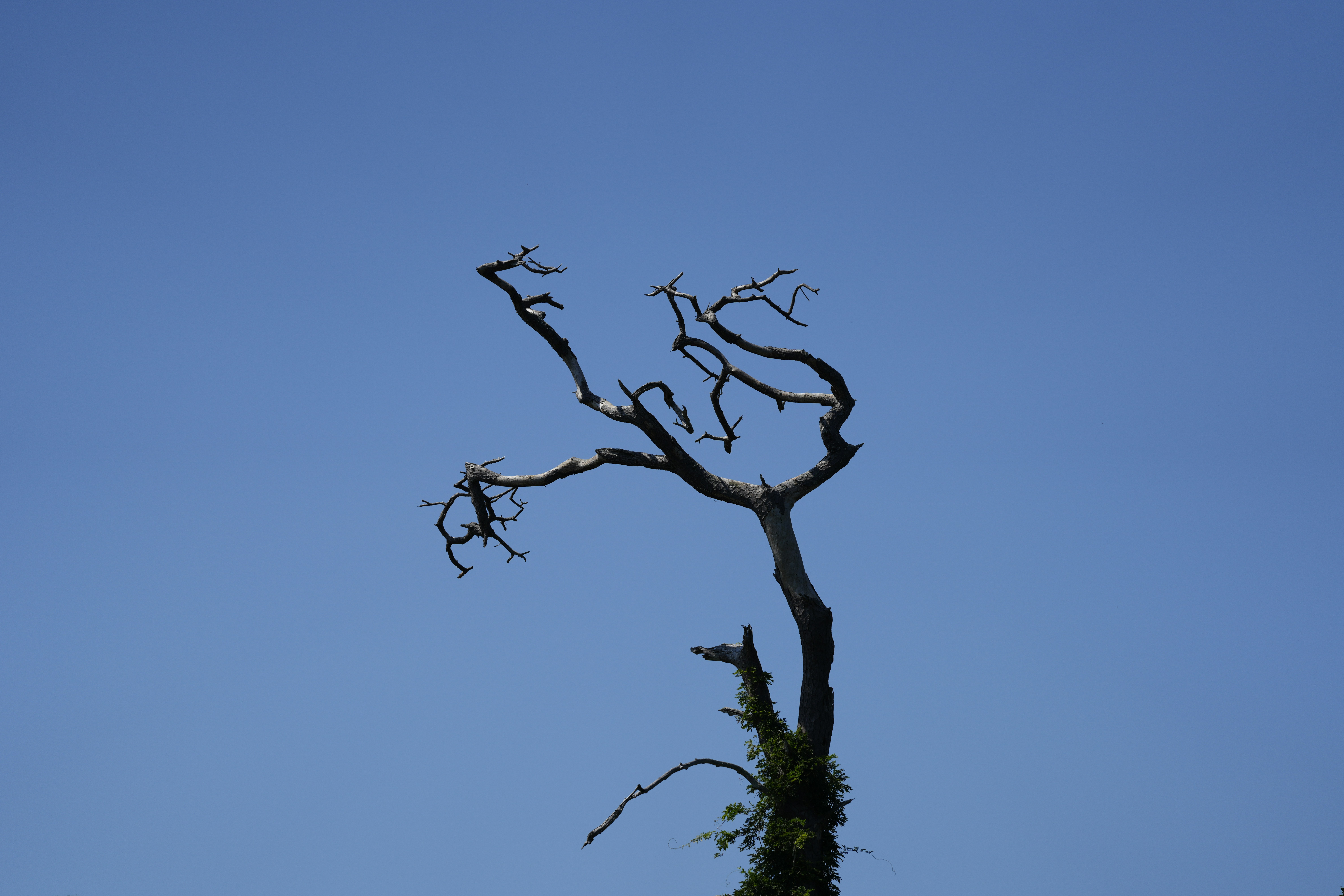 A solitary, leafless tree stretches its gnarled branches against a clear blue sky, symbolizing resilience and endurance.