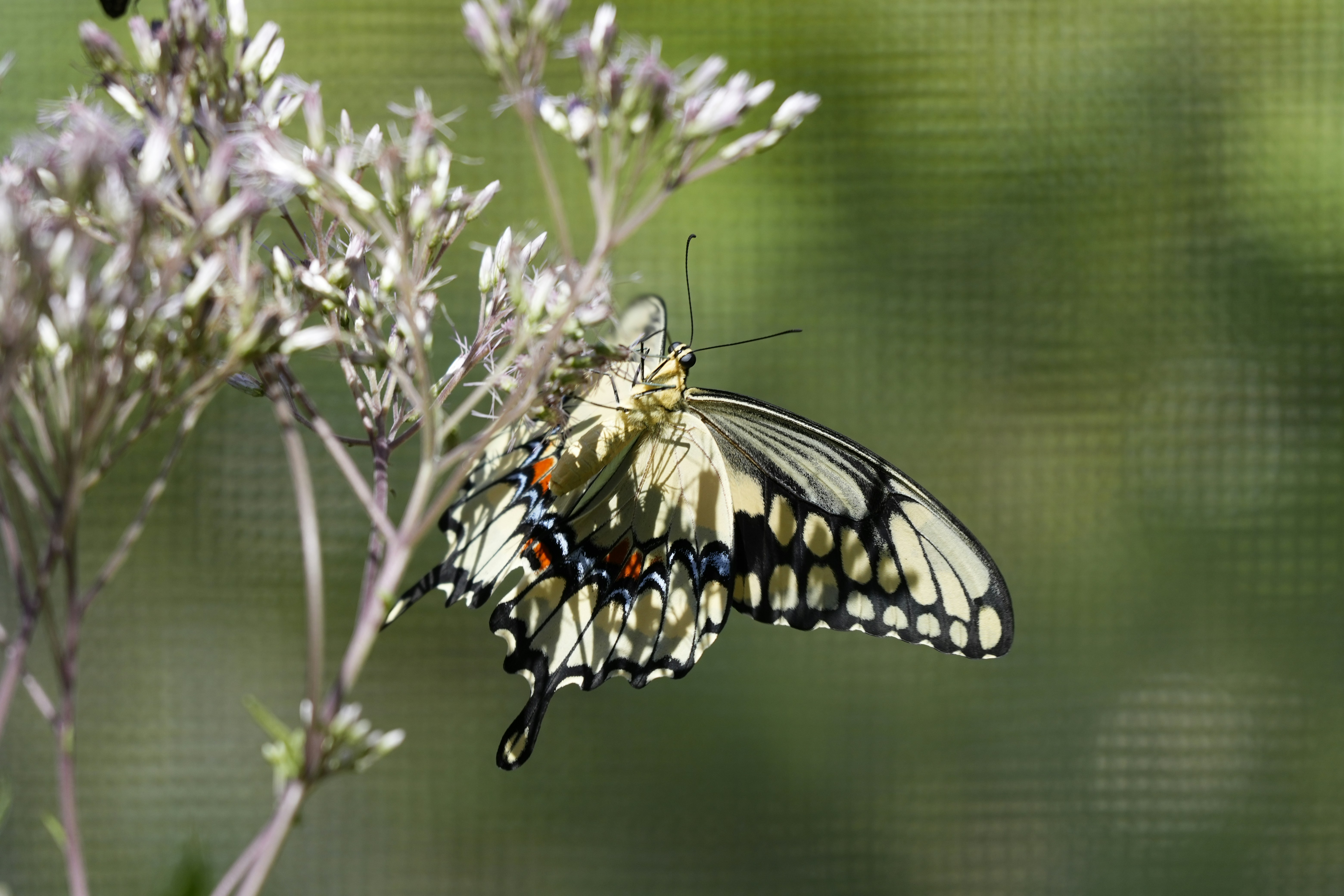 Whispers of Nature: The Butterfly's Embrace