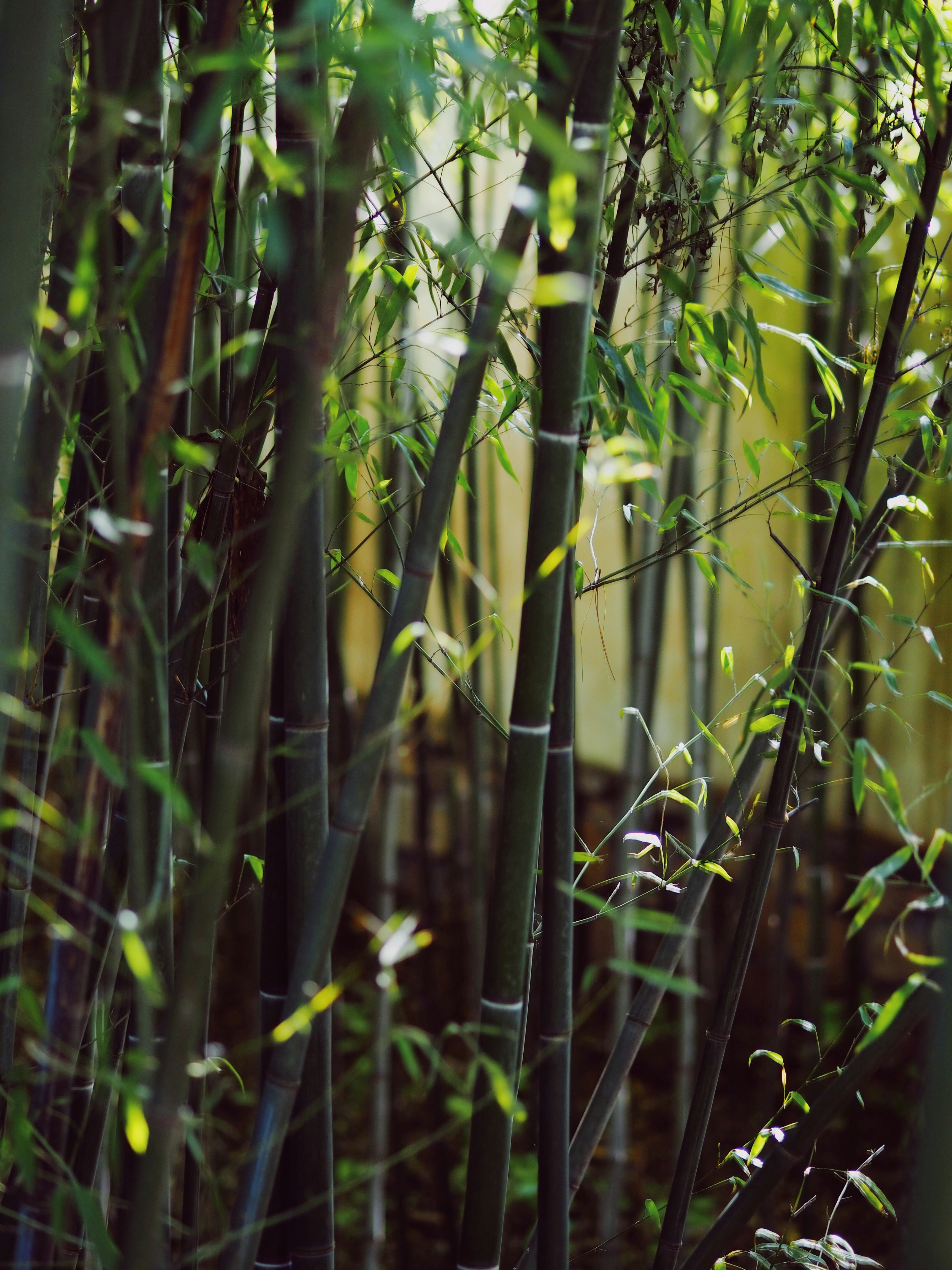 OLYMPUS DIGITAL CAMERA Processed with VSCO with kcp2 preset | Bamboo stalks and leaves are illuminated by sunlight.