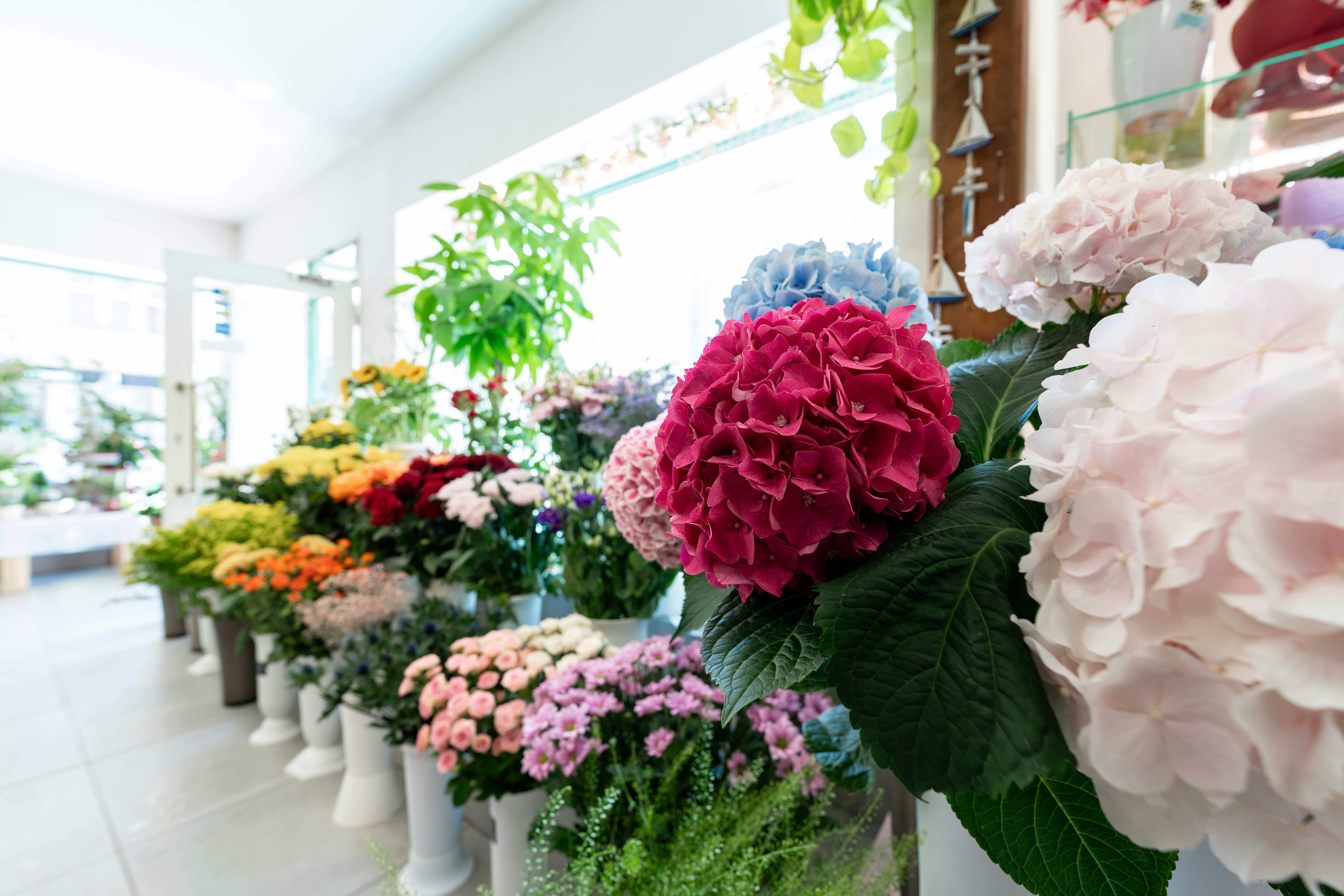 Inside the floristry with chrysanthemum | Flowers on display in a bright and airy flower shop.