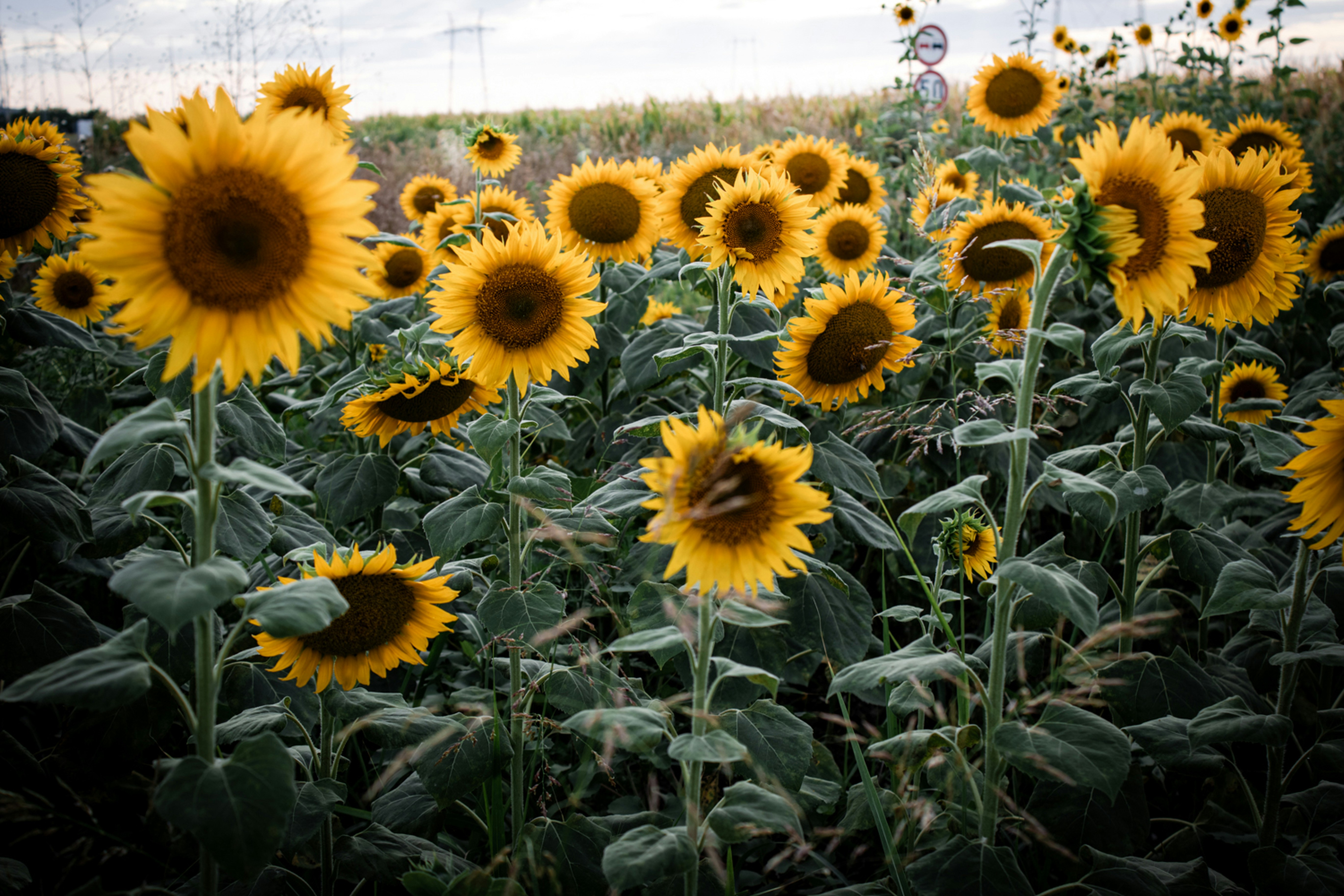 A field of bright sunflowers in bloom.
