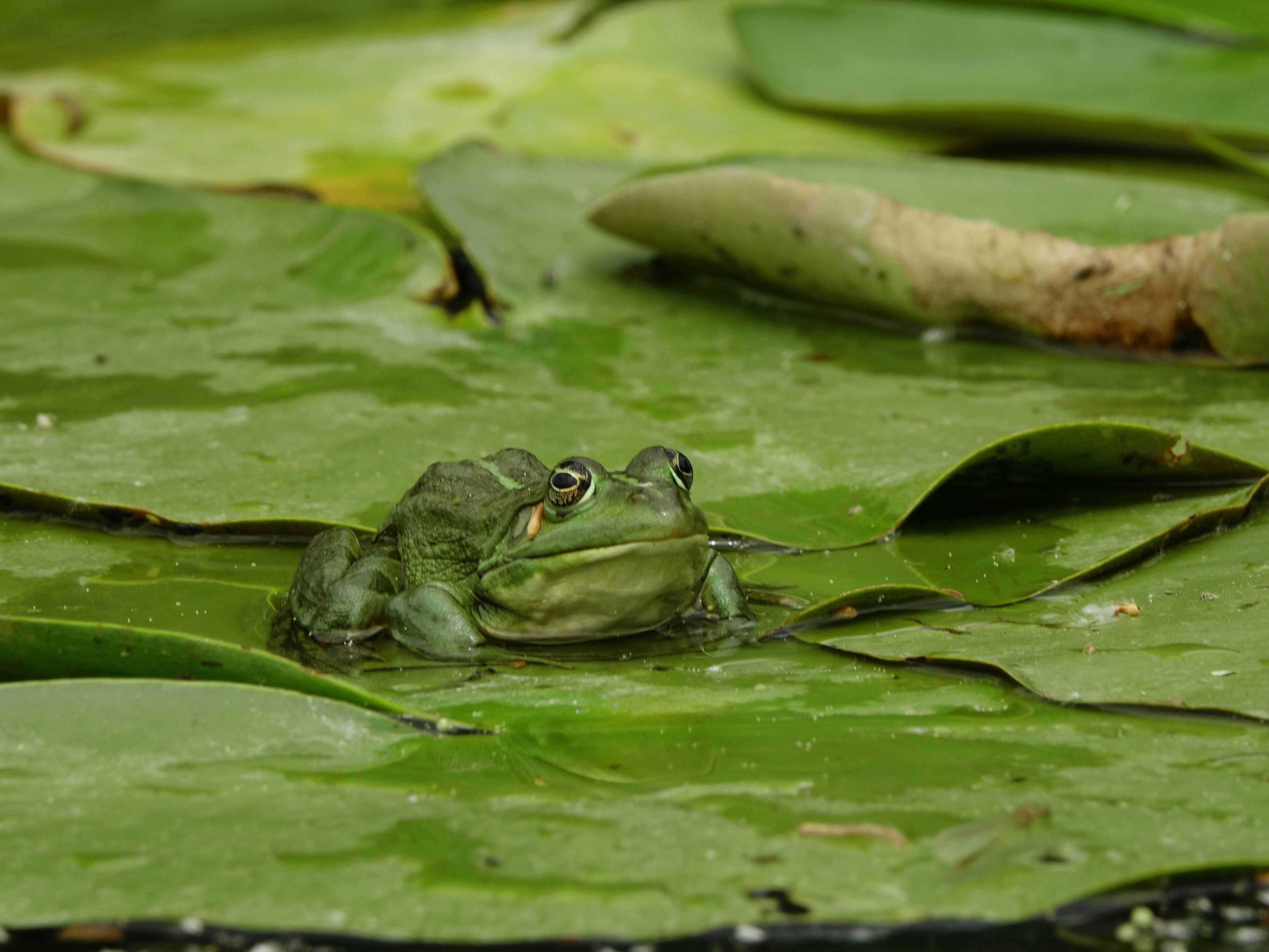 Green frog with prominent eyes sits on a bed of green lily pads in the Danube Delta | A green frog sits on a lily pad.