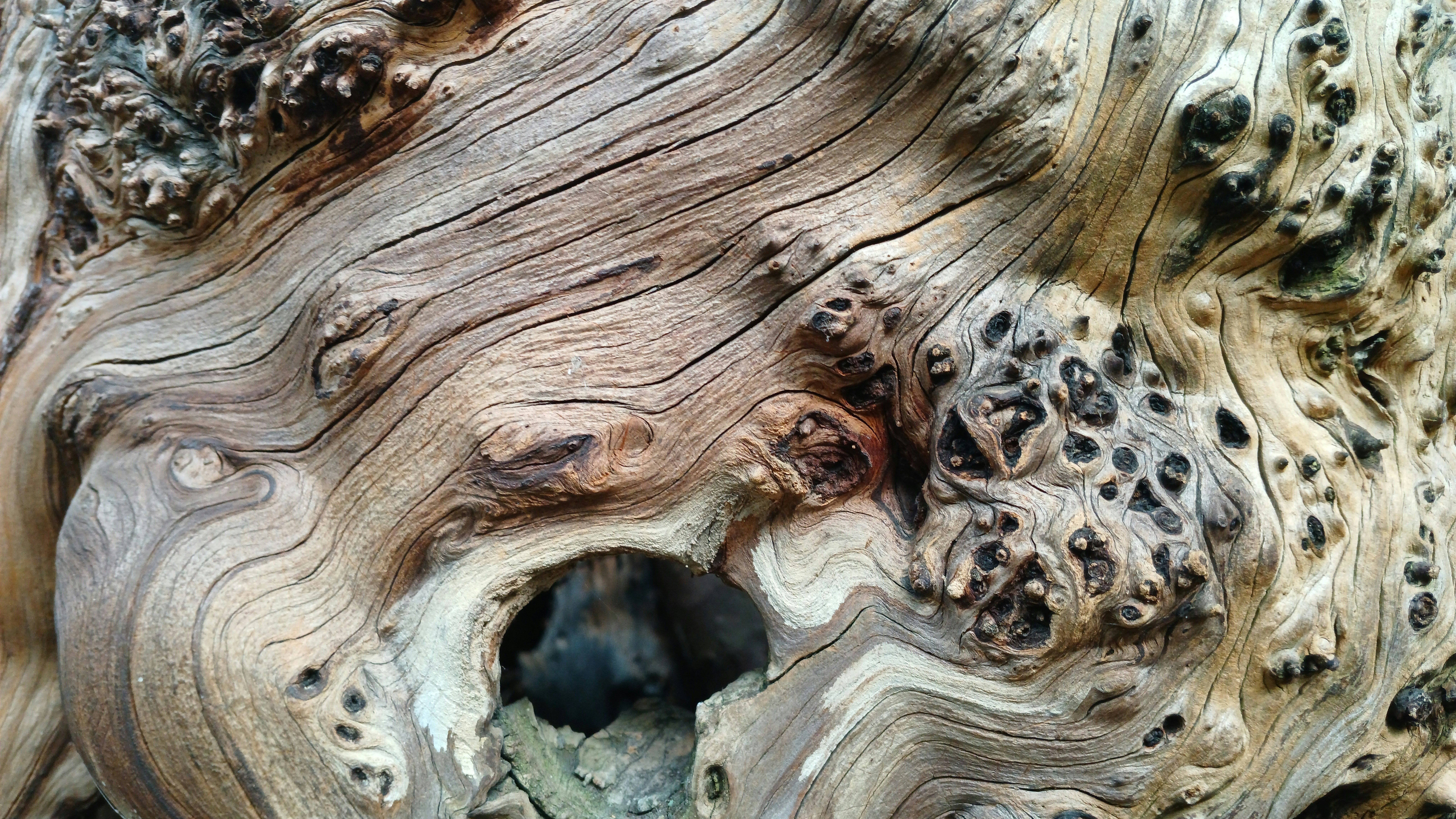 Close-up of unique wood grain and knots.