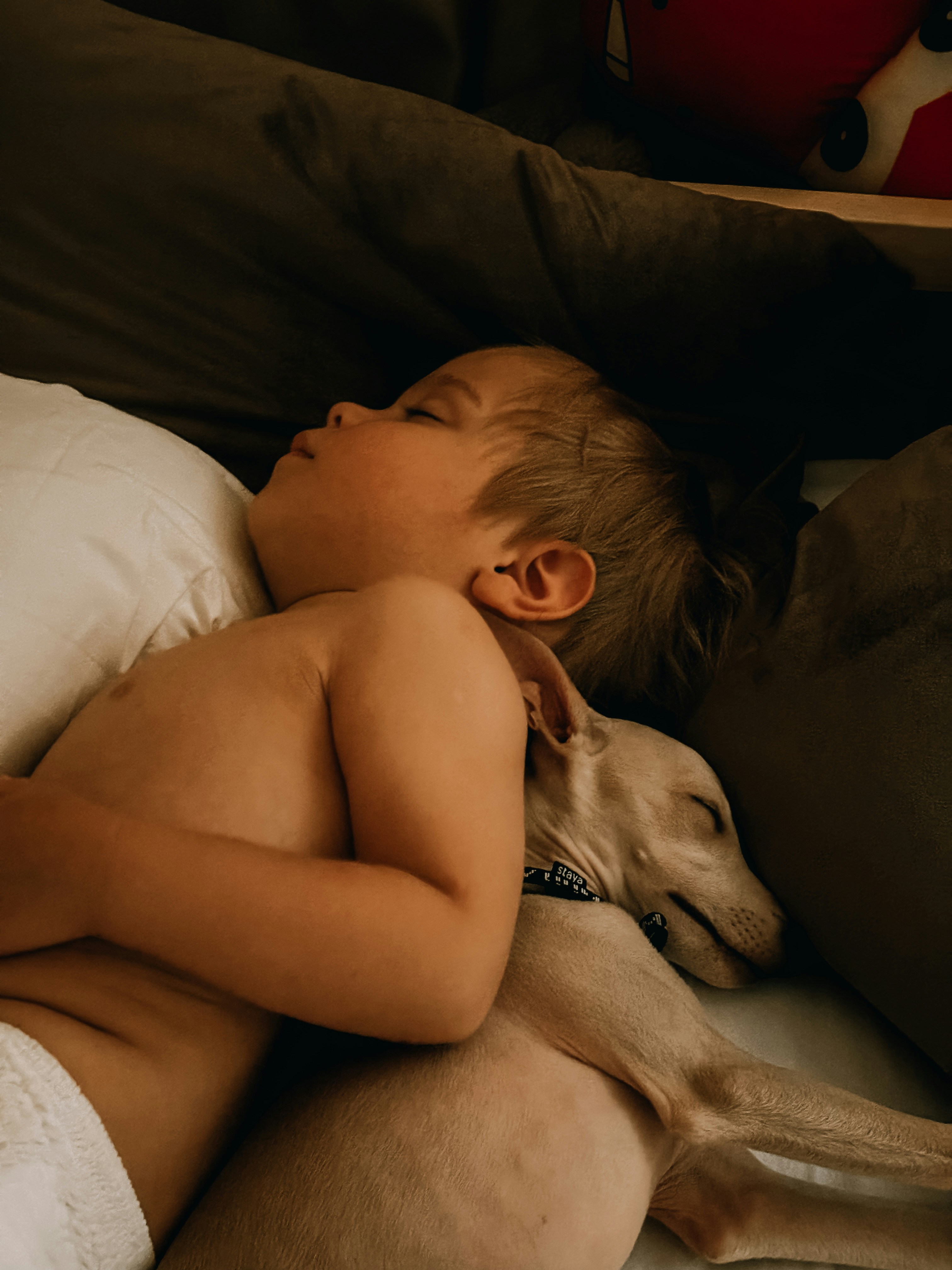 A boy and dog are sleeping soundly together.