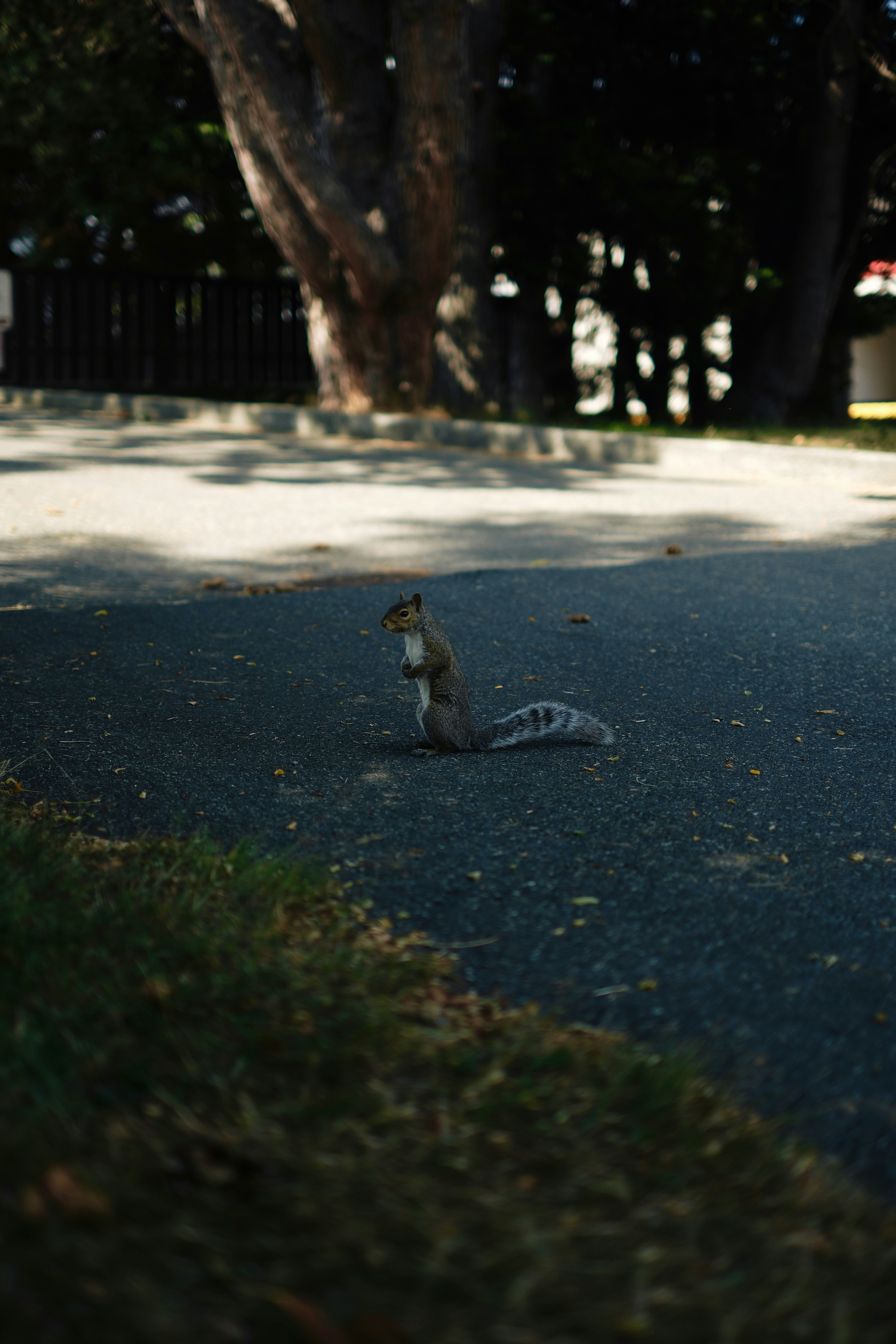 Urban Forager: A Squirrel's Moment of Stillness
