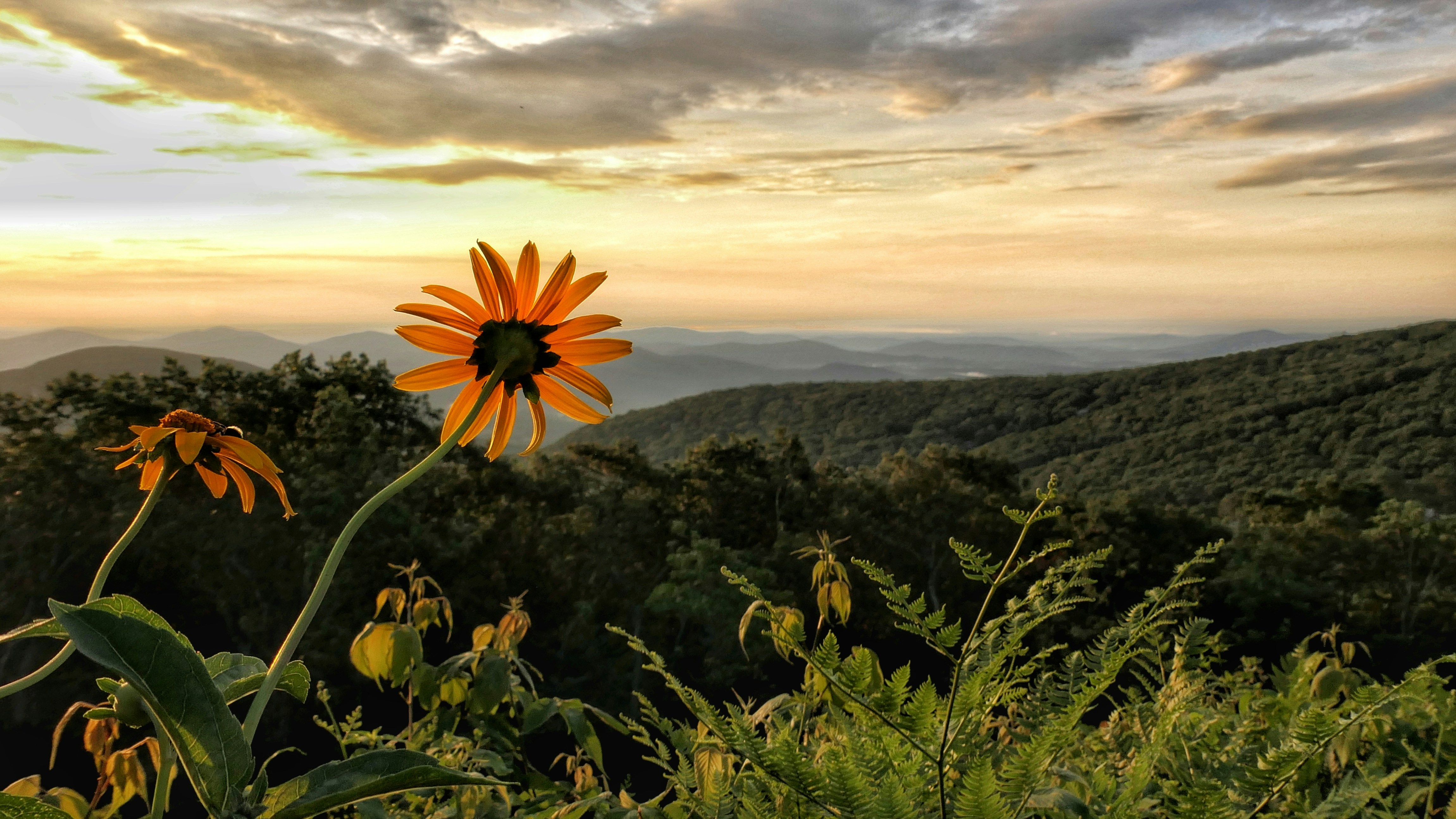 sunrise flower with mountain background | Flowers stand before a mountainous sunset view.