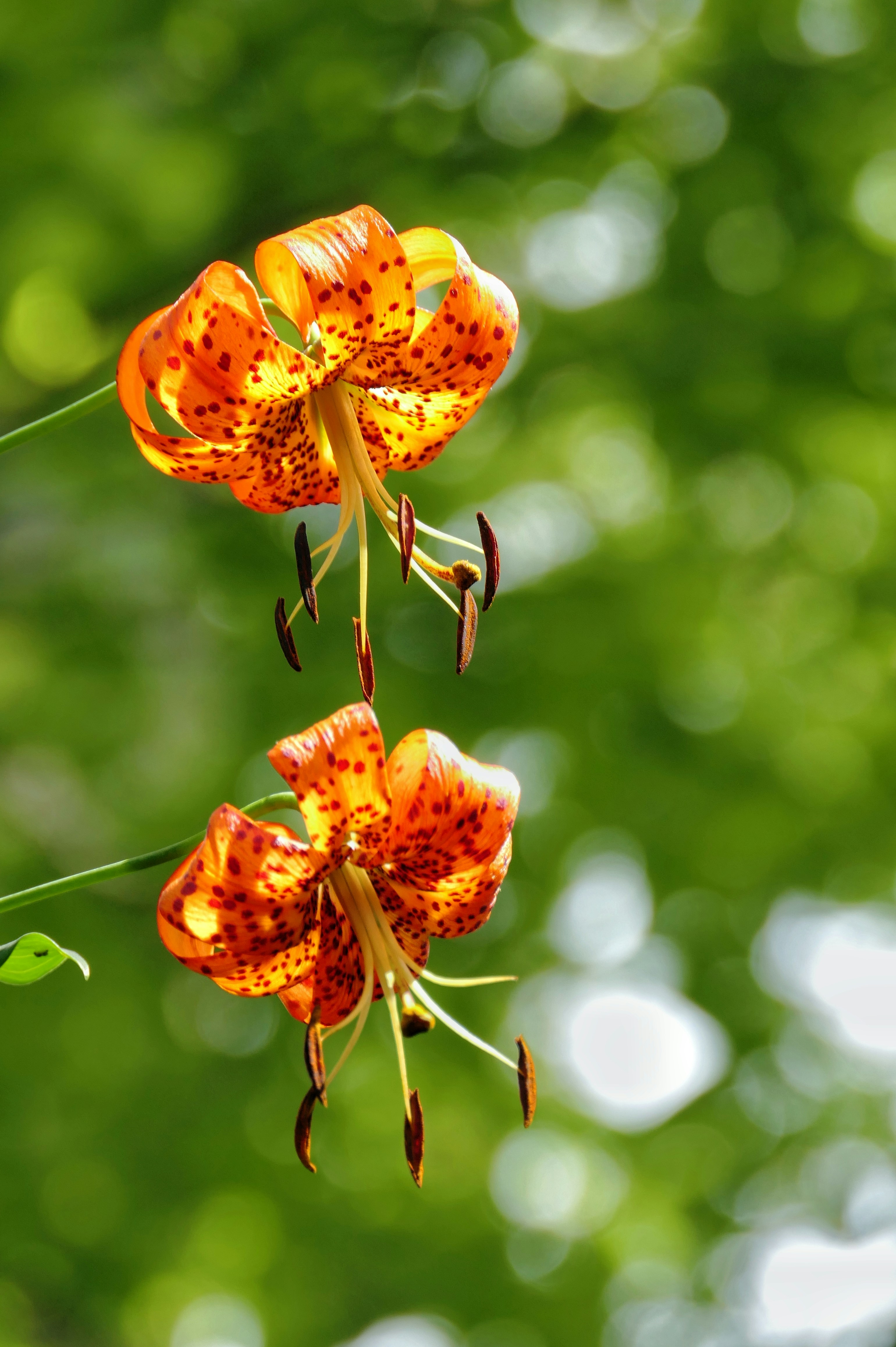 Dancing Petals: A Floral Ballet in Orange