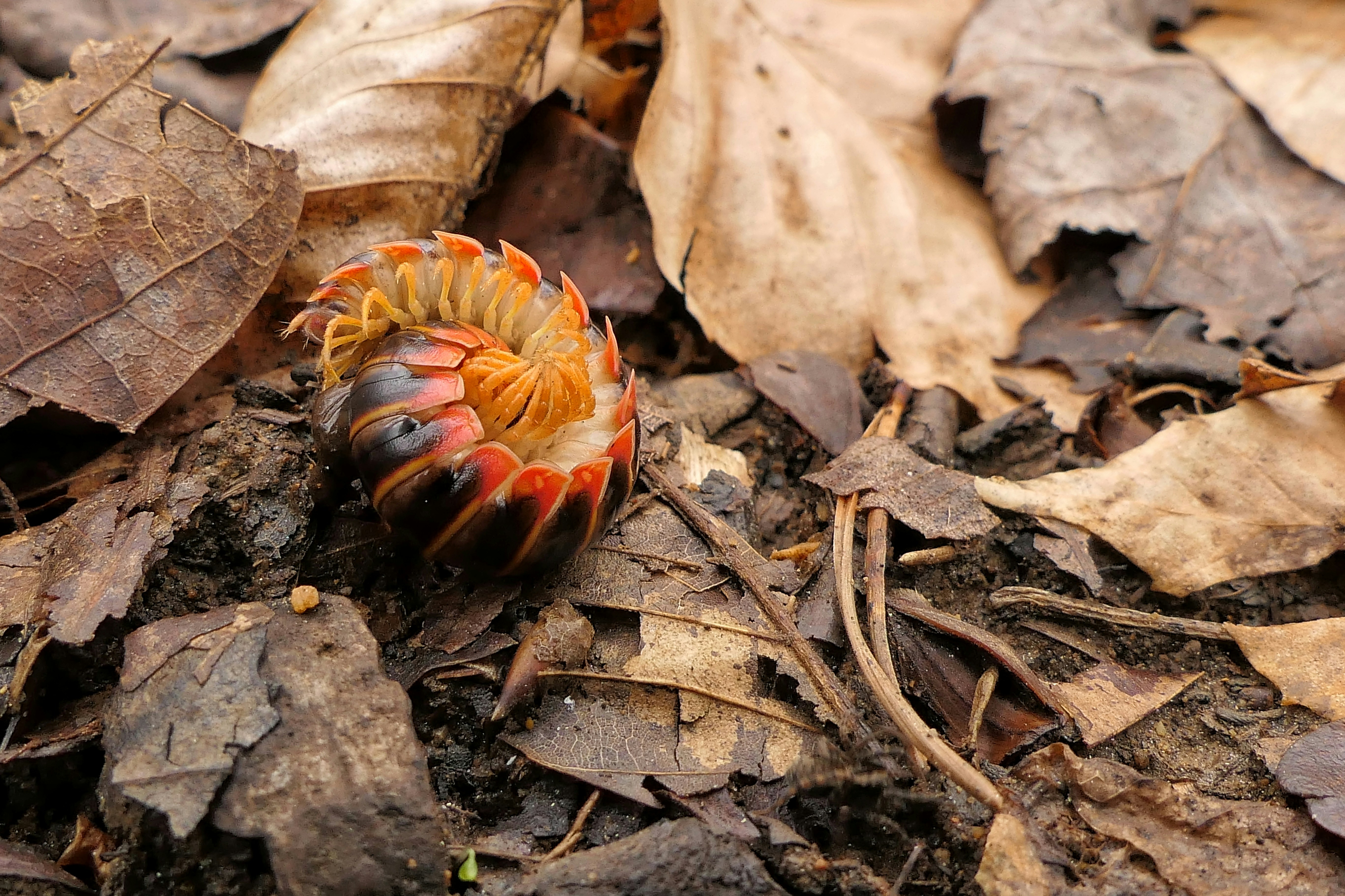 spiral curl of centipede | A millipede curled up among fallen leaves.