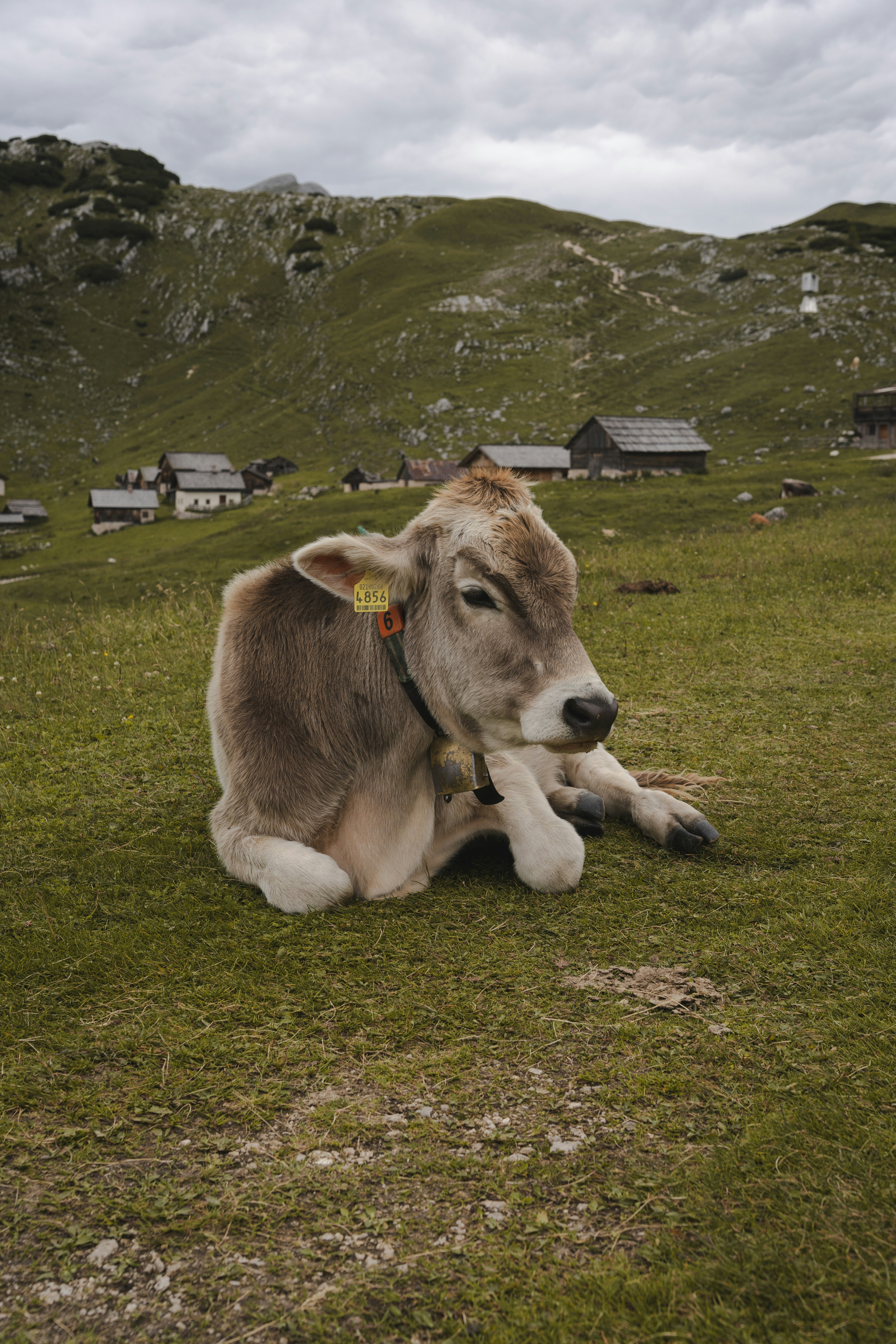 A happy cow on a mountain, 2.100m high up ⛰️ | A cow rests peacefully in a green pasture.