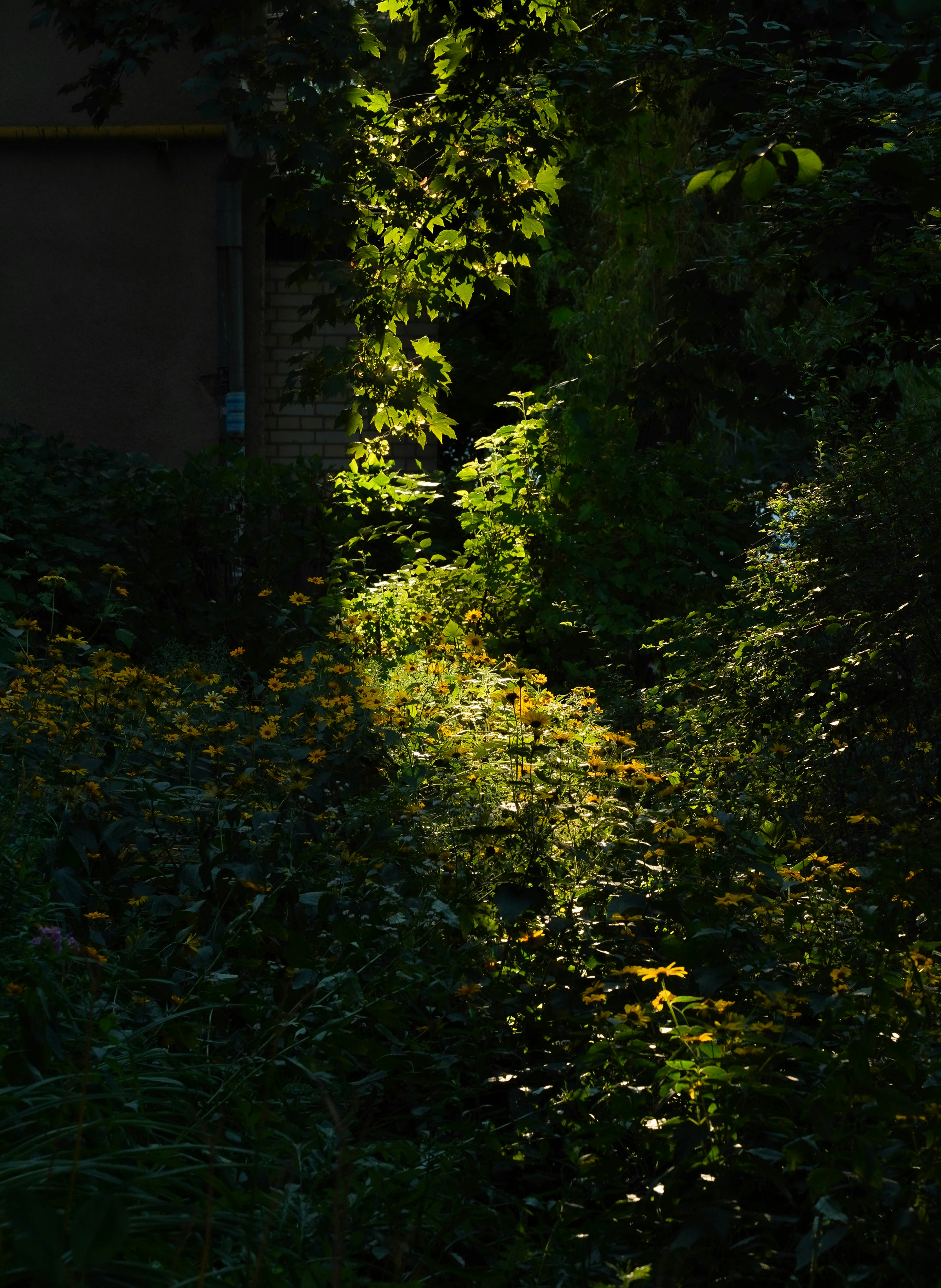 Sunlight filters through vibrant, green foliage.