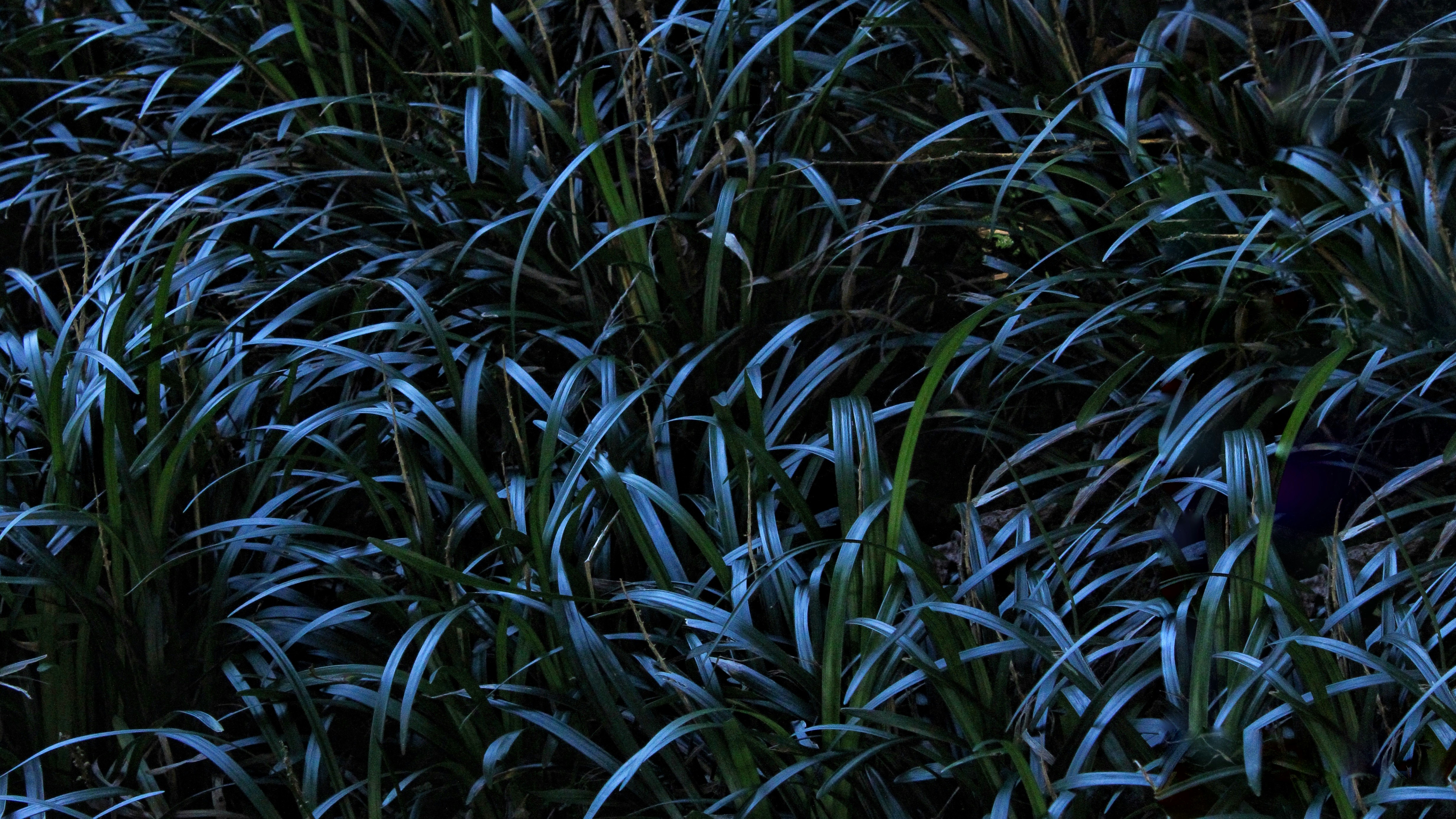 Whispers of the Night: A Study in Shadows and Greenery