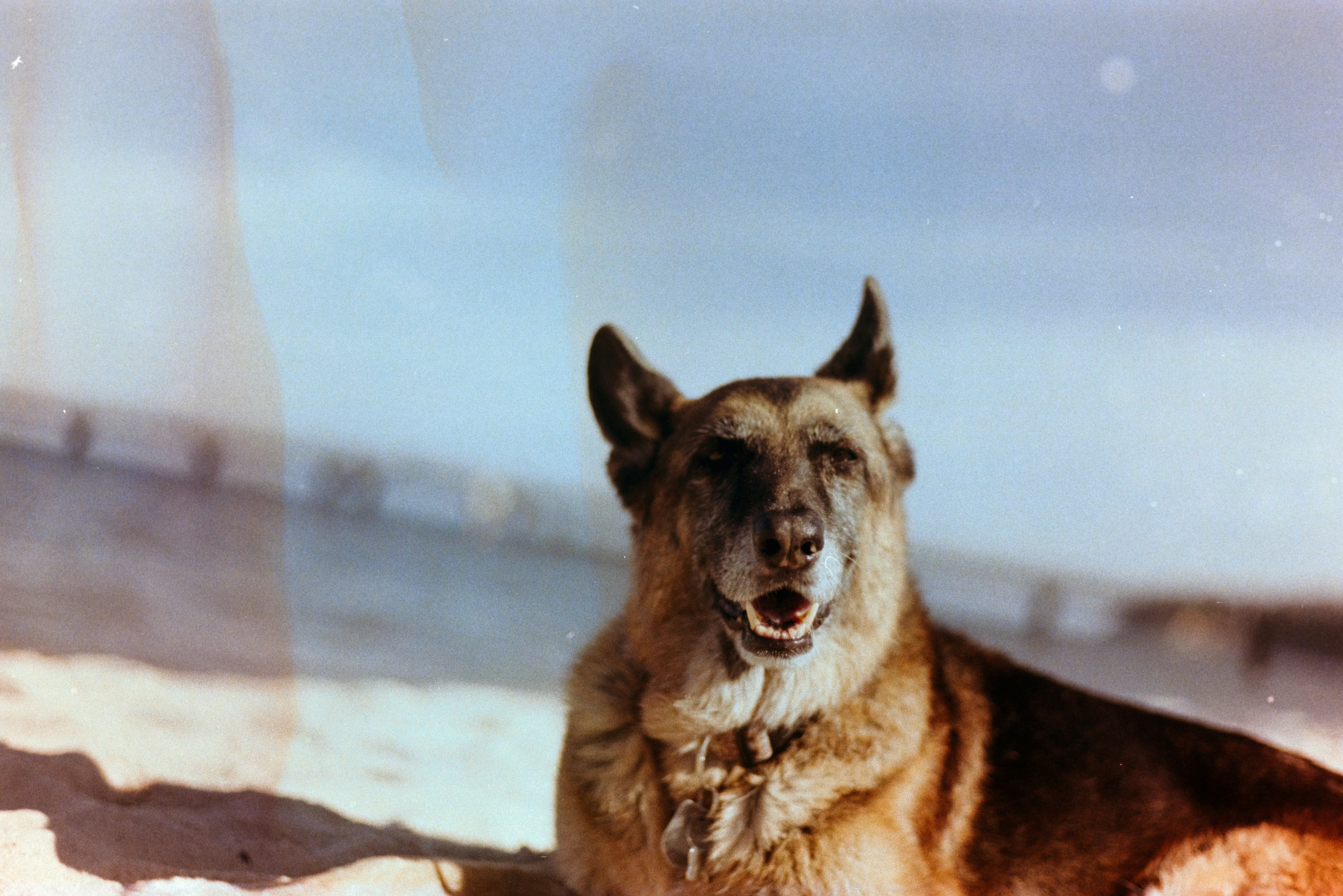 A german shepherd lies down looking content.