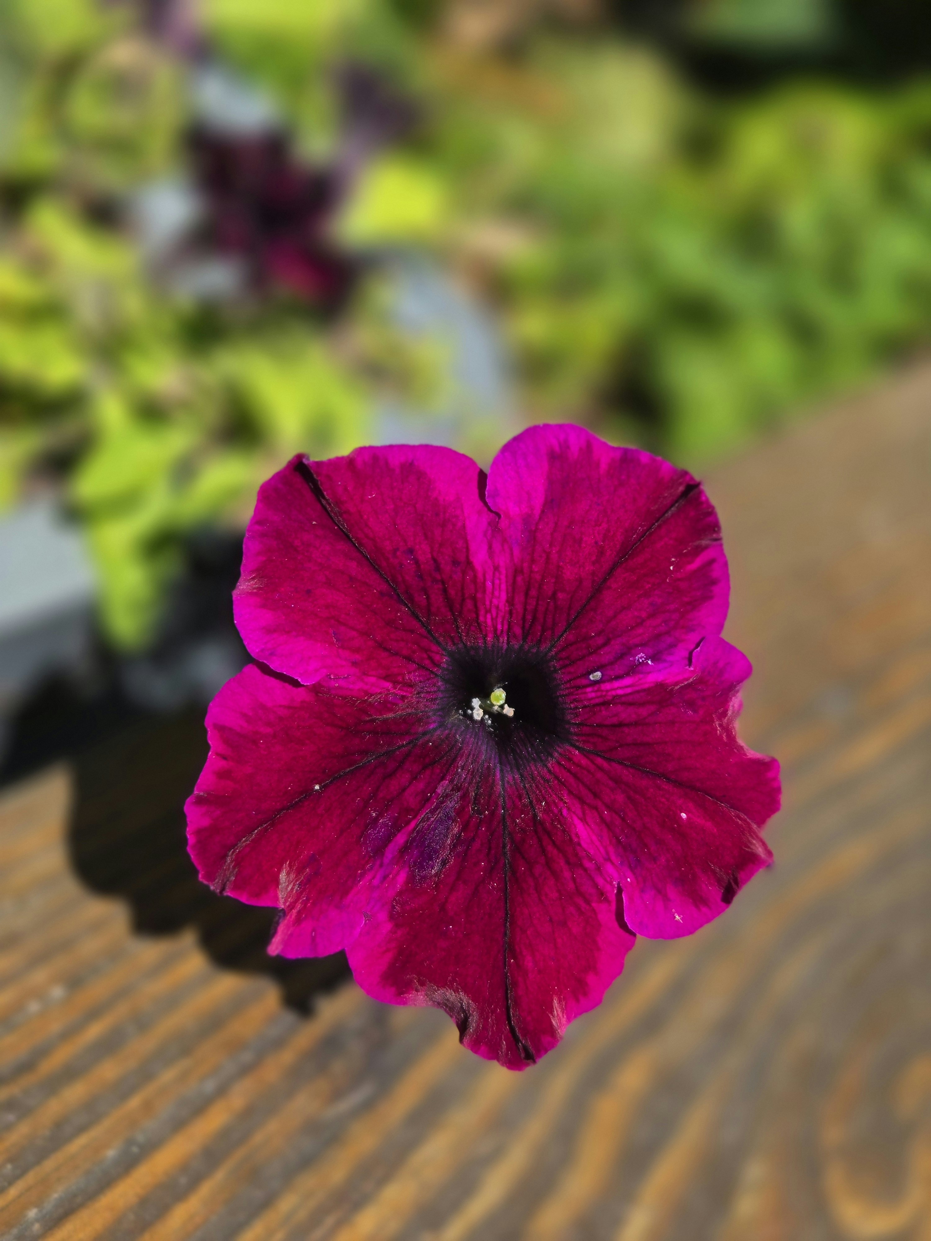 Vibrant Petunia in Full Bloom