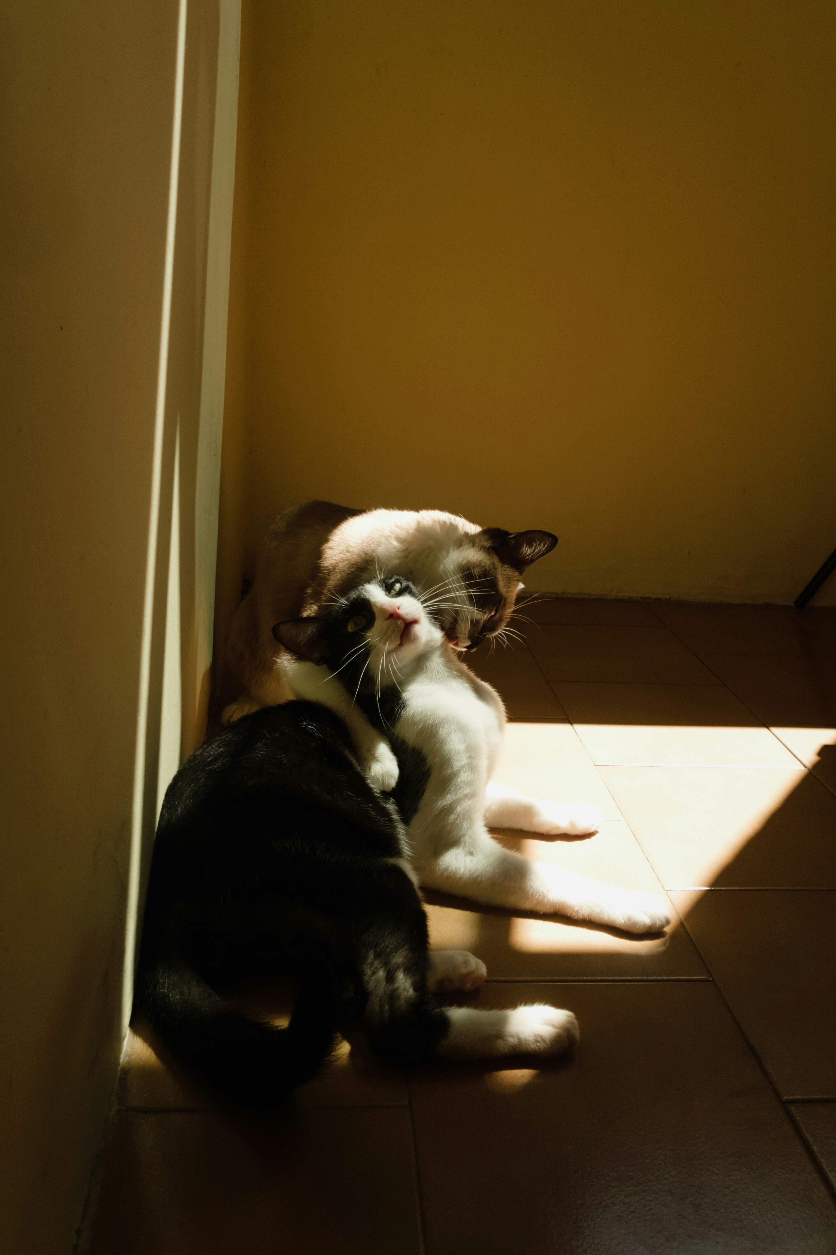 Whiskered Affection in Sunlit Serenity