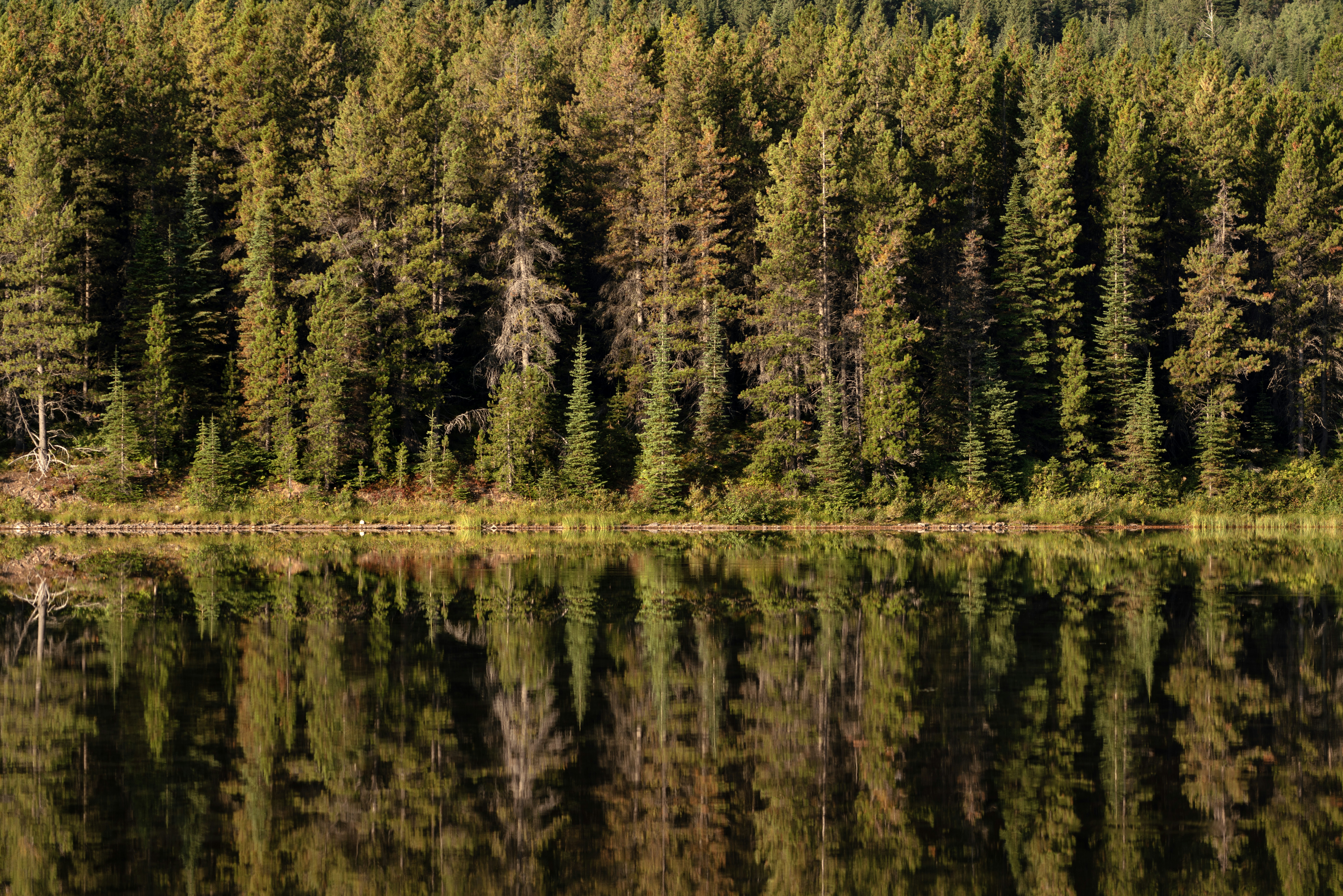 Forest trees reflected in calm, dark water.
