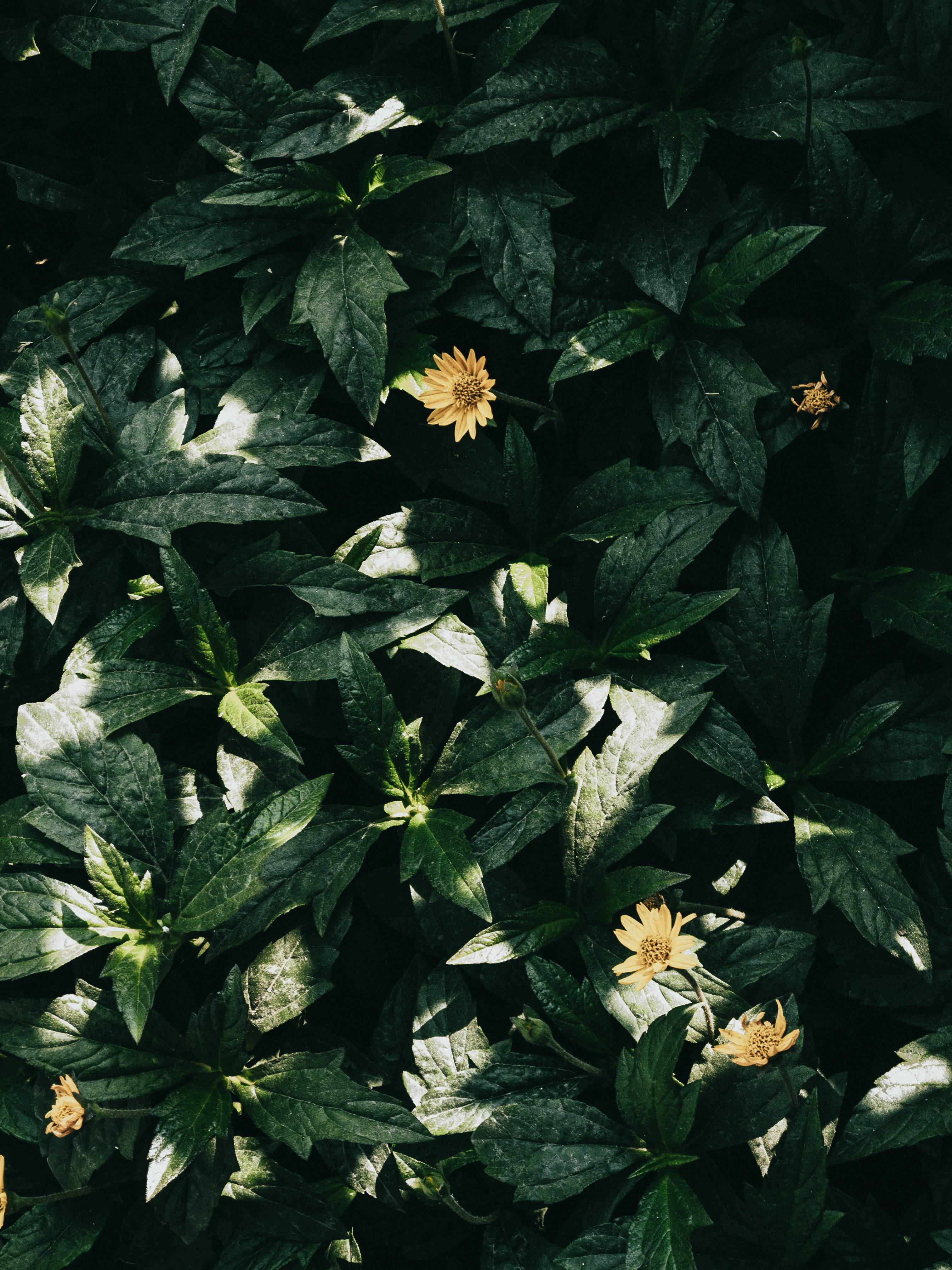 Green leaves and yellow flowers.