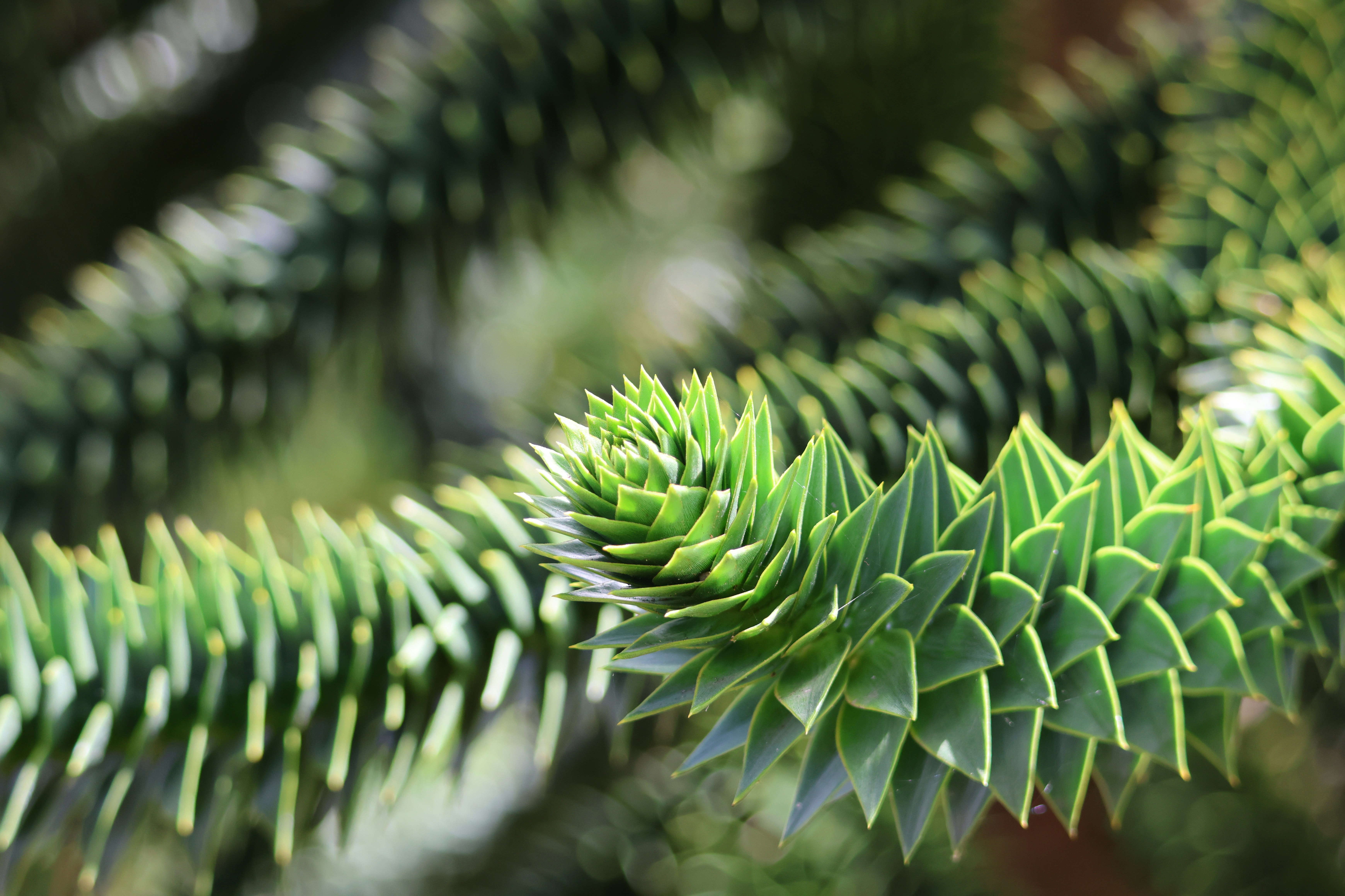 Nature's Spiraled Geometry