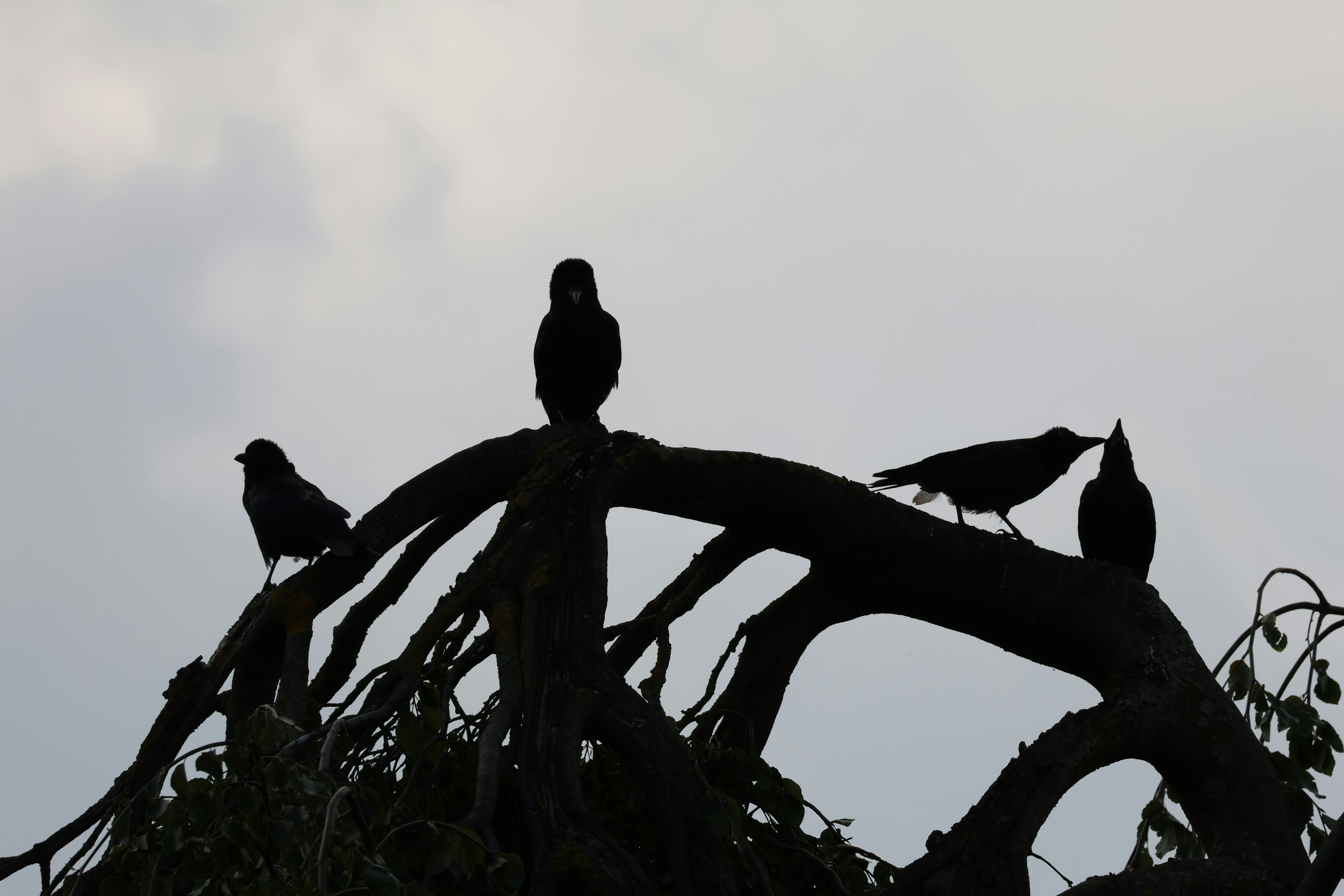 Silhouettes of the Watchful Crow