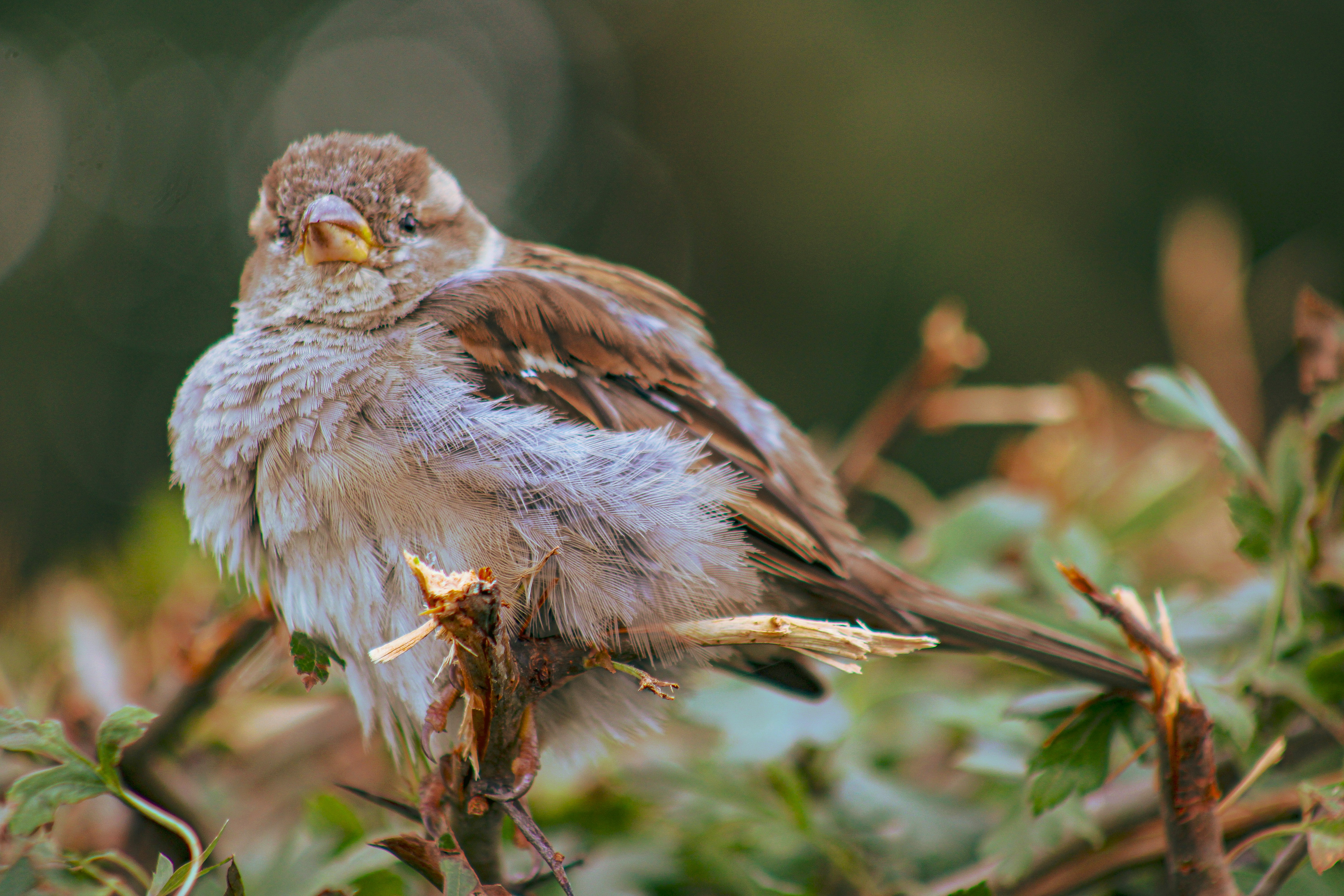 A sparrow perches on a branch, looking directly.