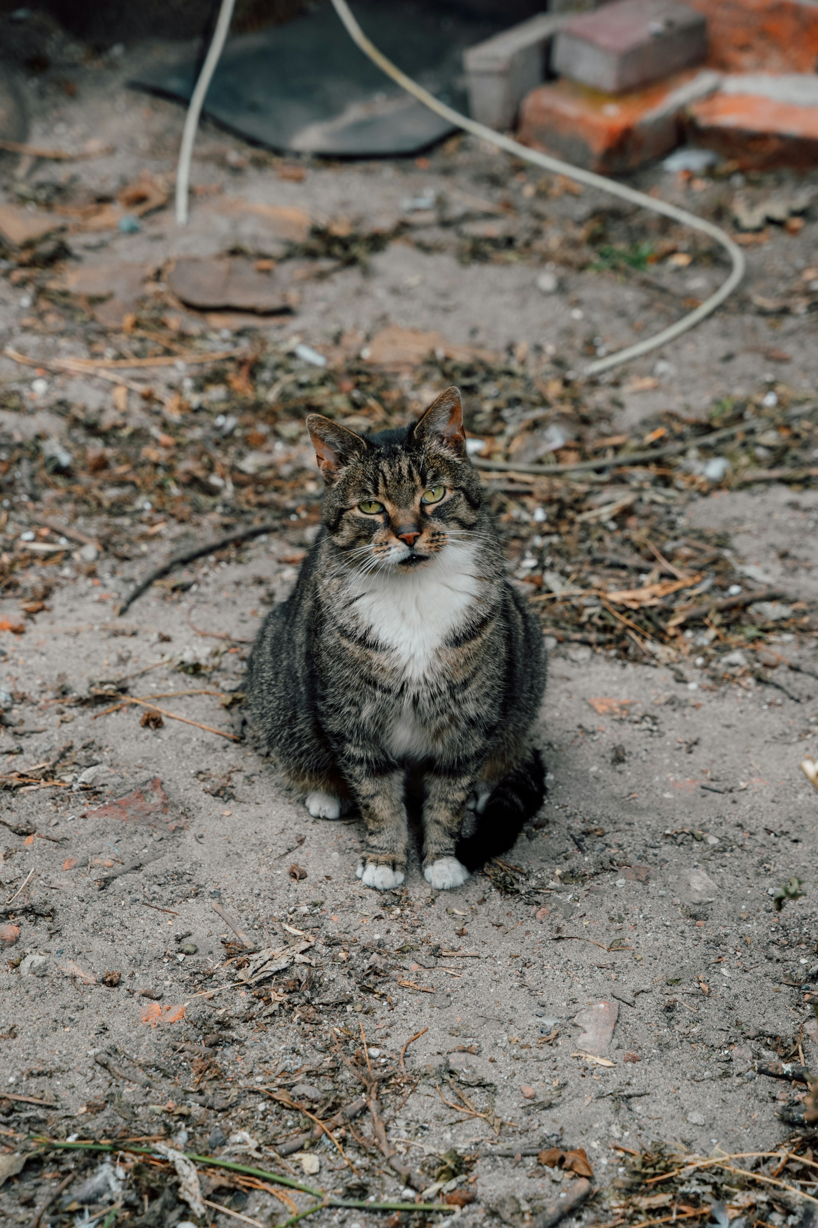 A tabby cat sits outdoors, looking directly at you.