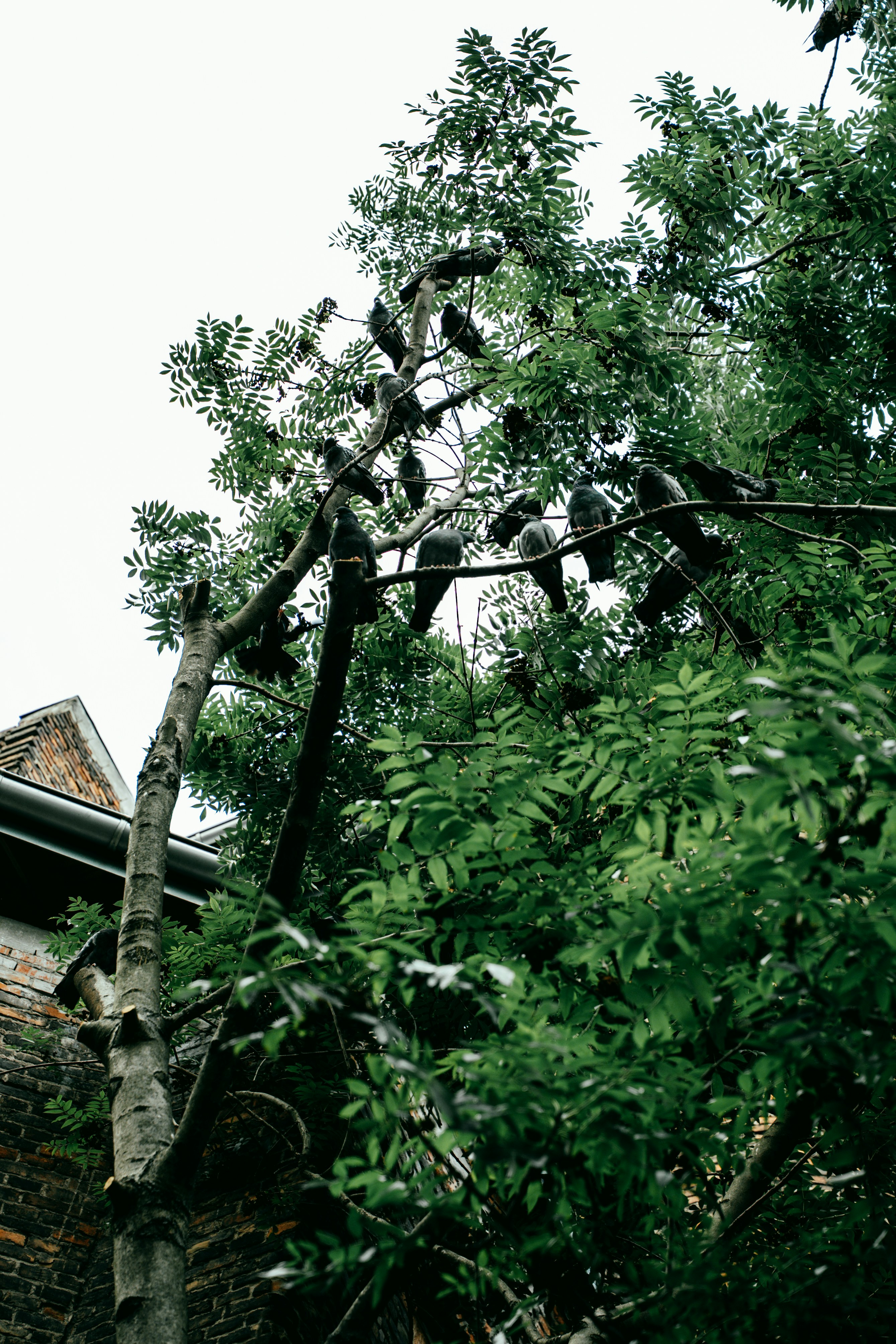 Pigeons perch high up in a leafy tree.