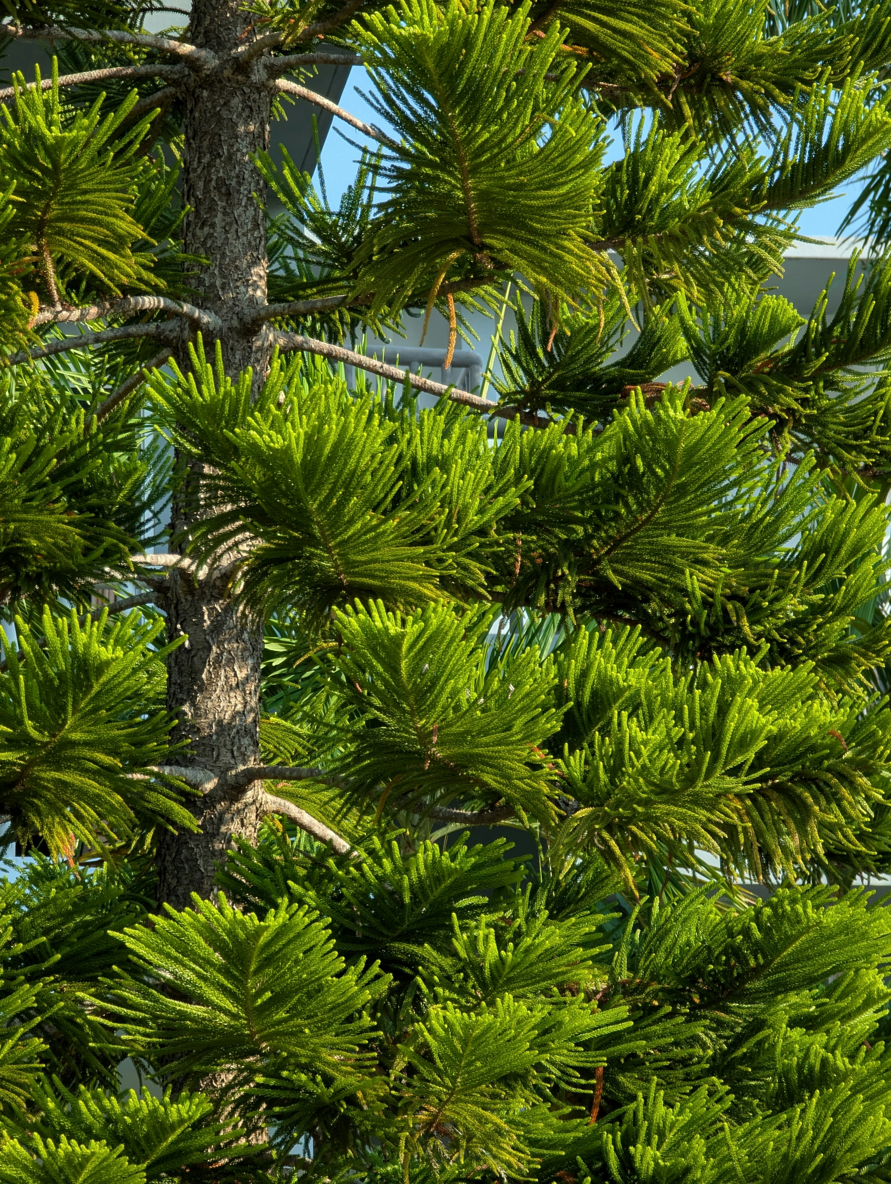 Nature's Green Canopy: A Close-Up Exploration