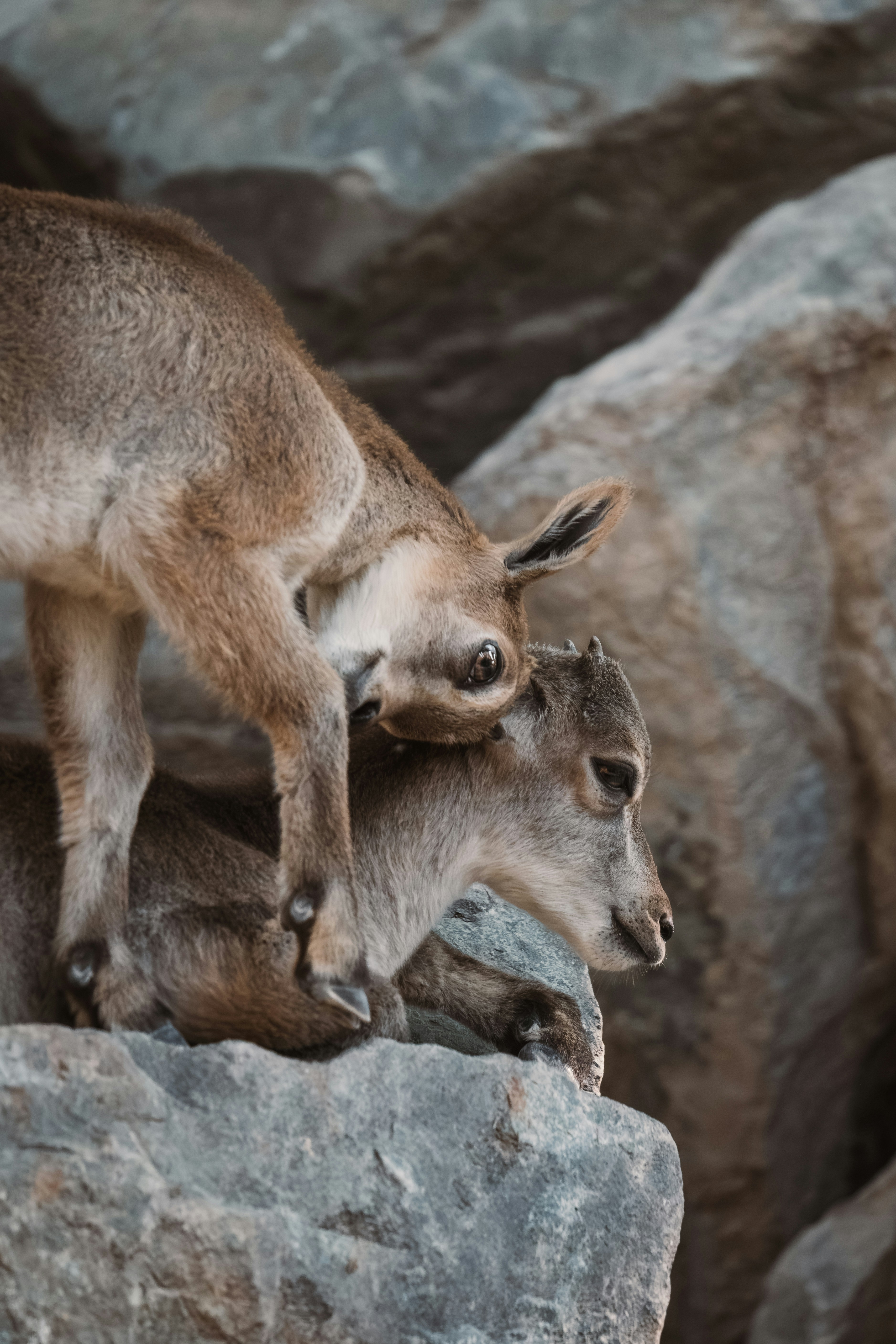 Tender Moments Among Rocky Heights
