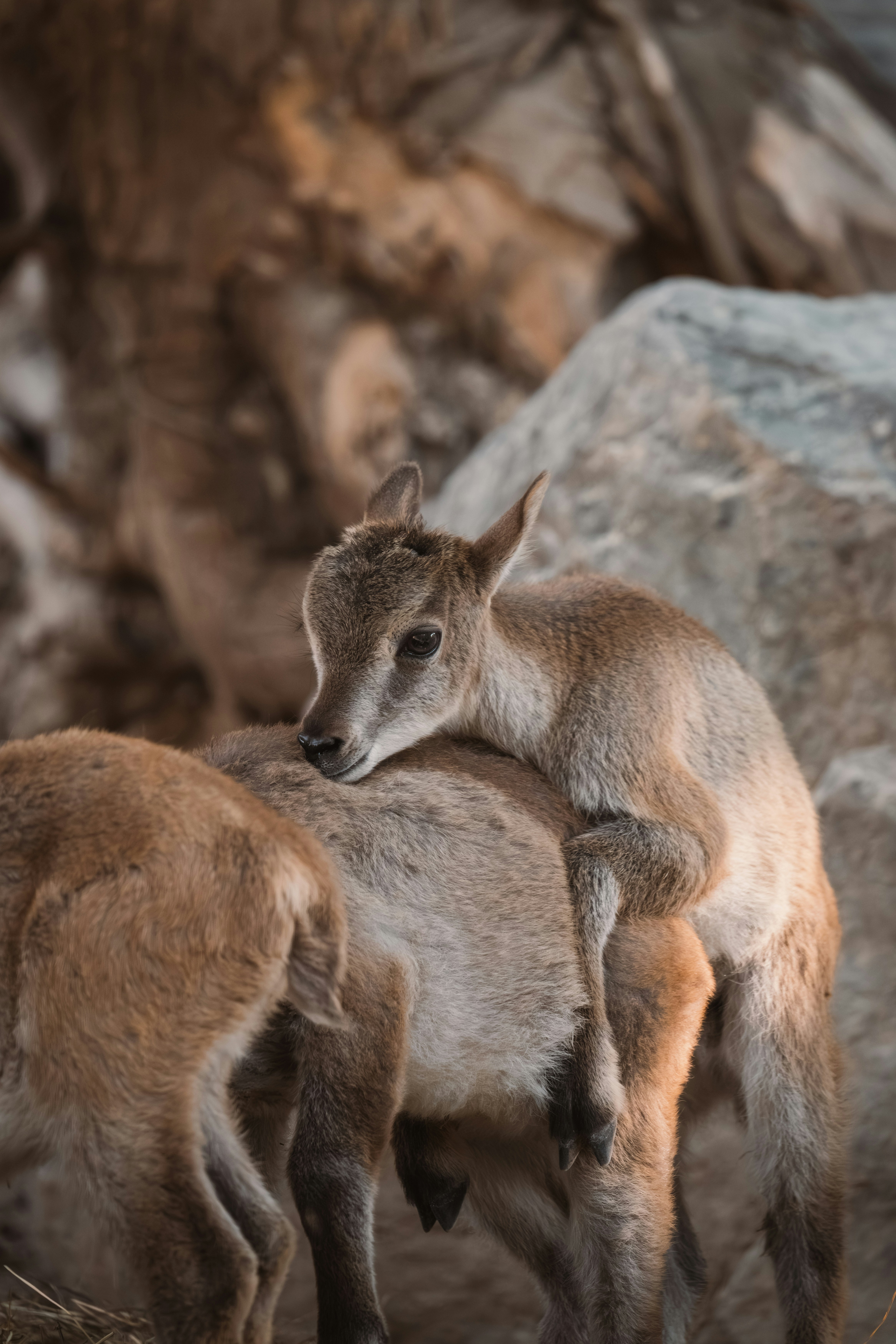 Tender Moments Among the Mountain Goats