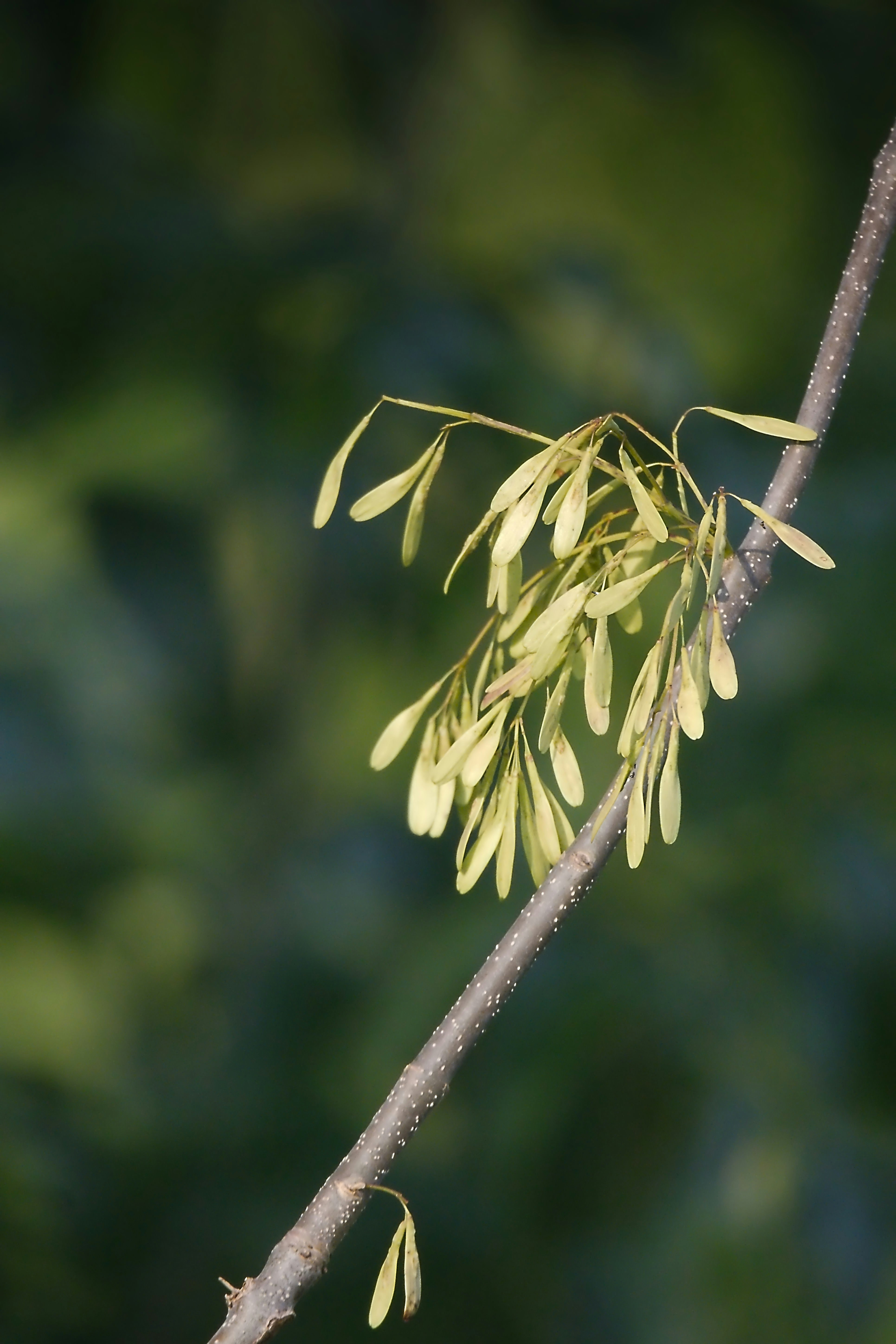 Seed pods are clustered on a slender tree branch.