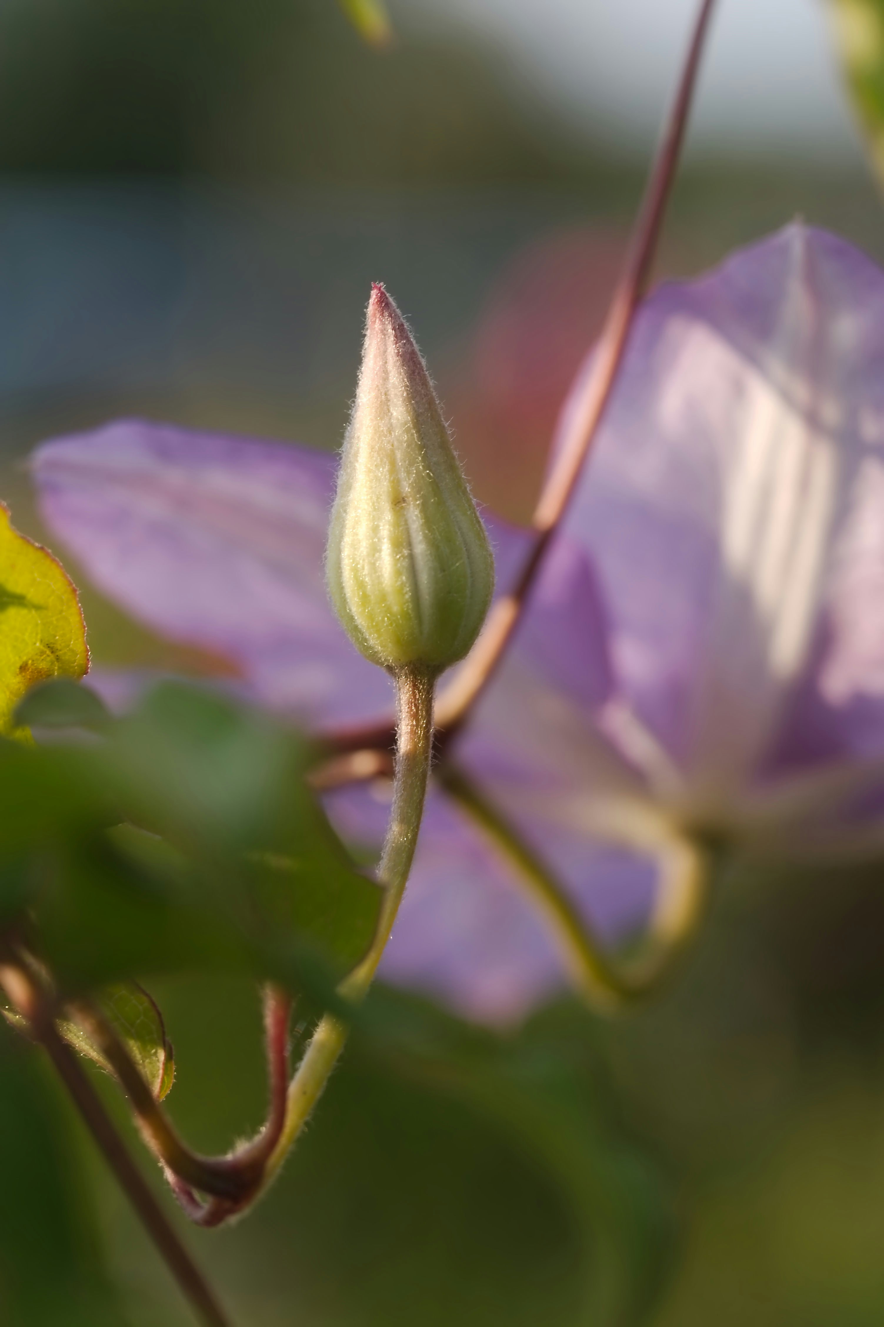 The Bud's Whisper: A Prelude to Bloom