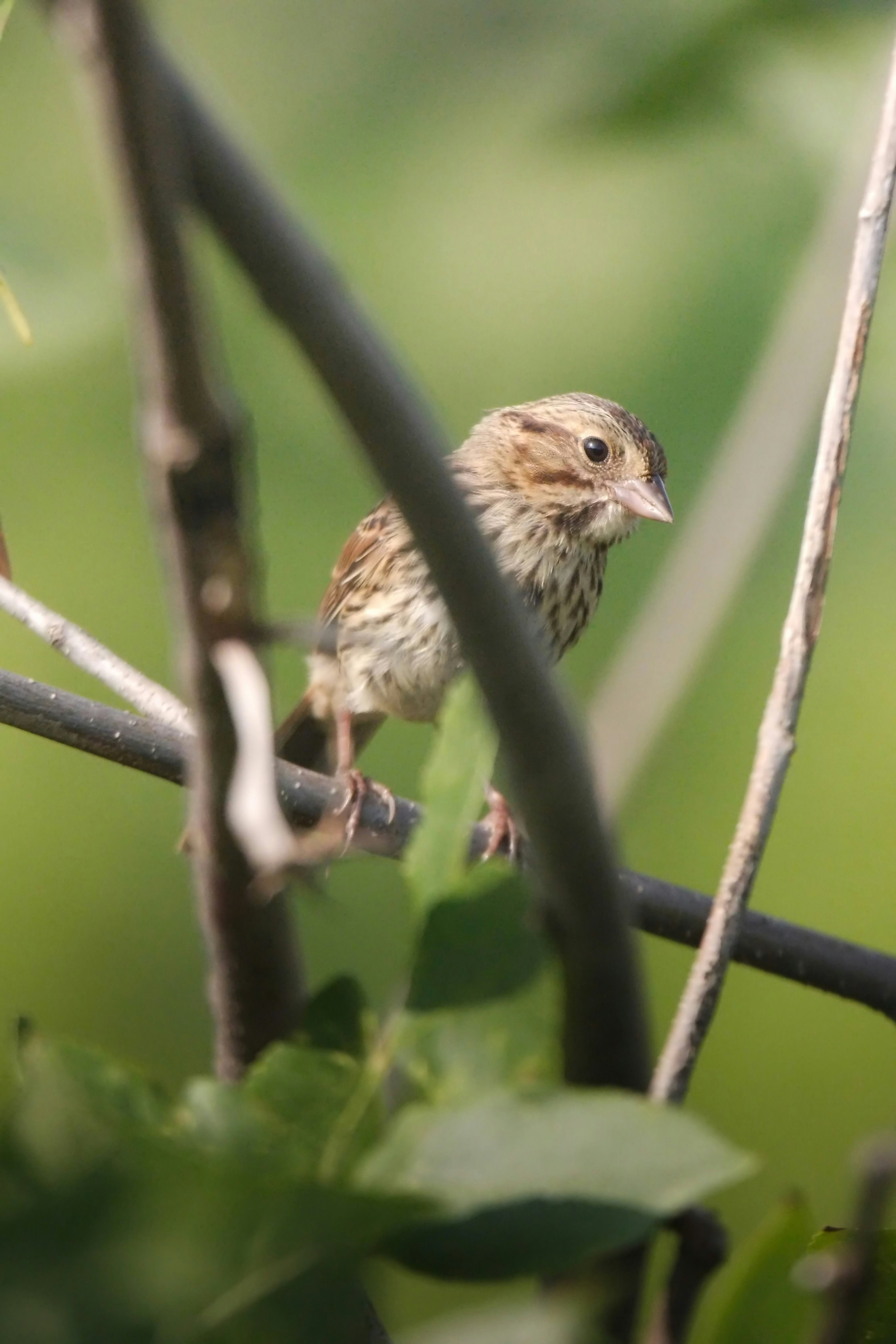 A brown bird perches on a branch.