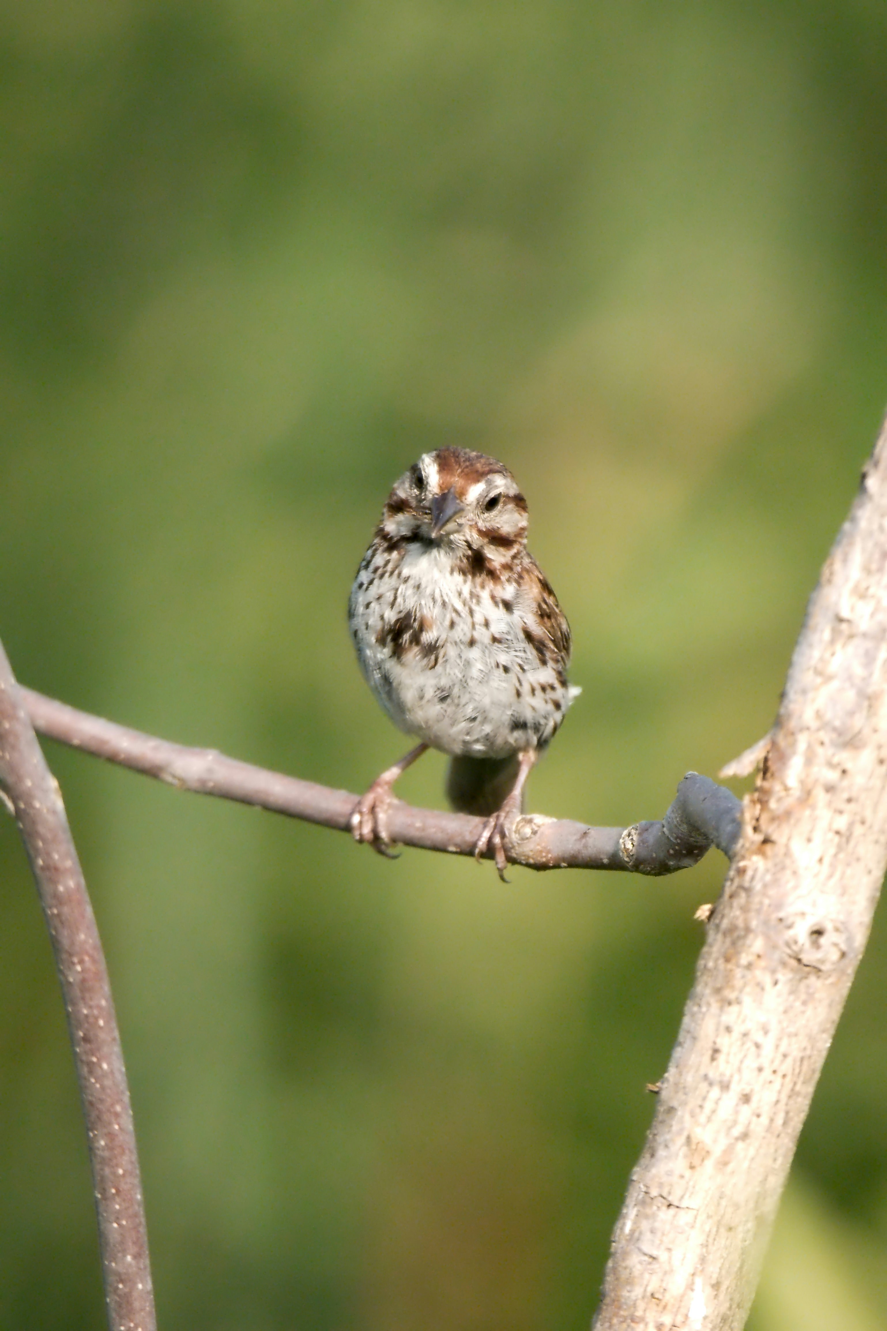 A sparrow is perched on a slender branch.