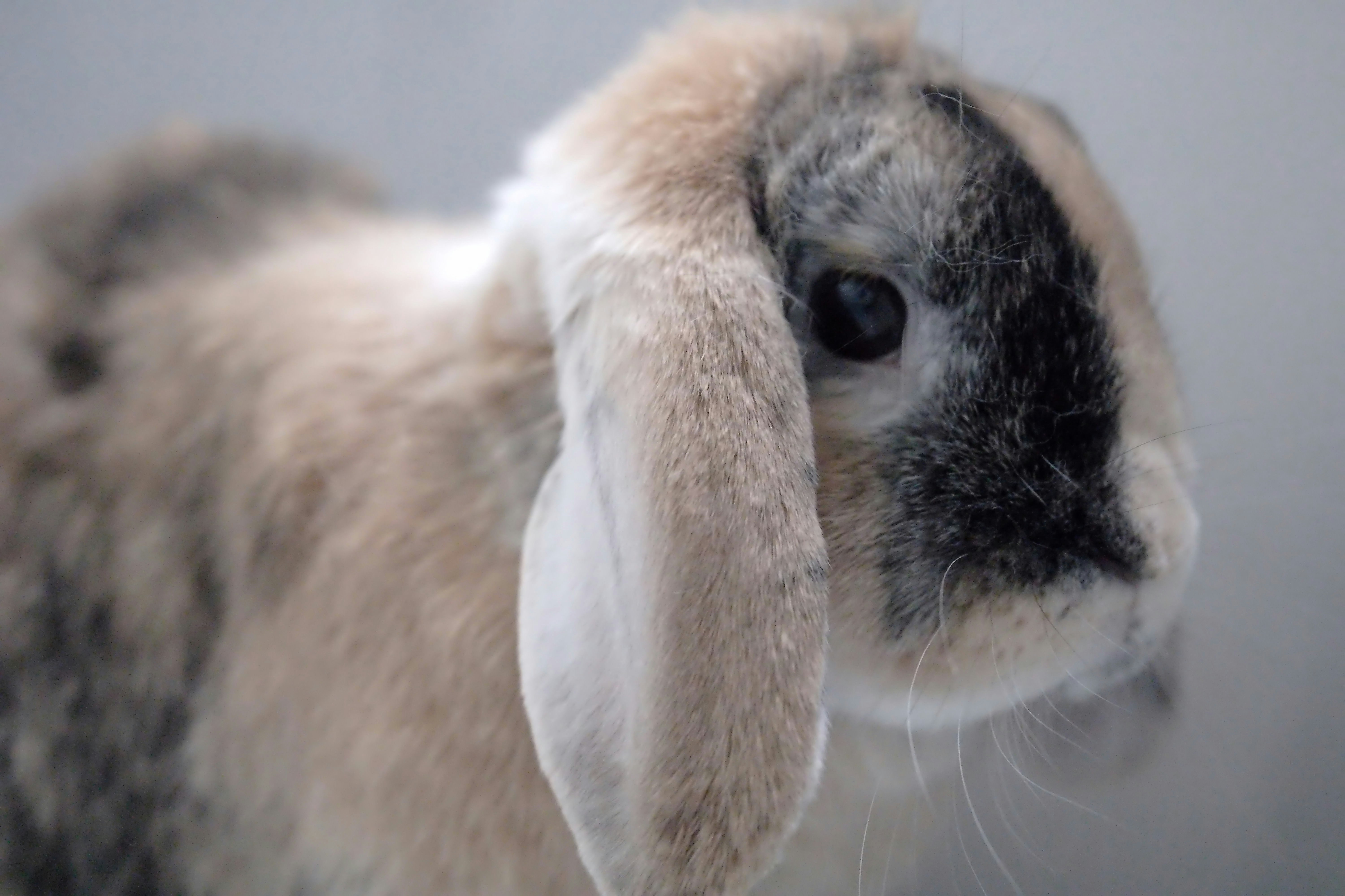 Whiskers and Whimsy: A Rabbit's Portrait