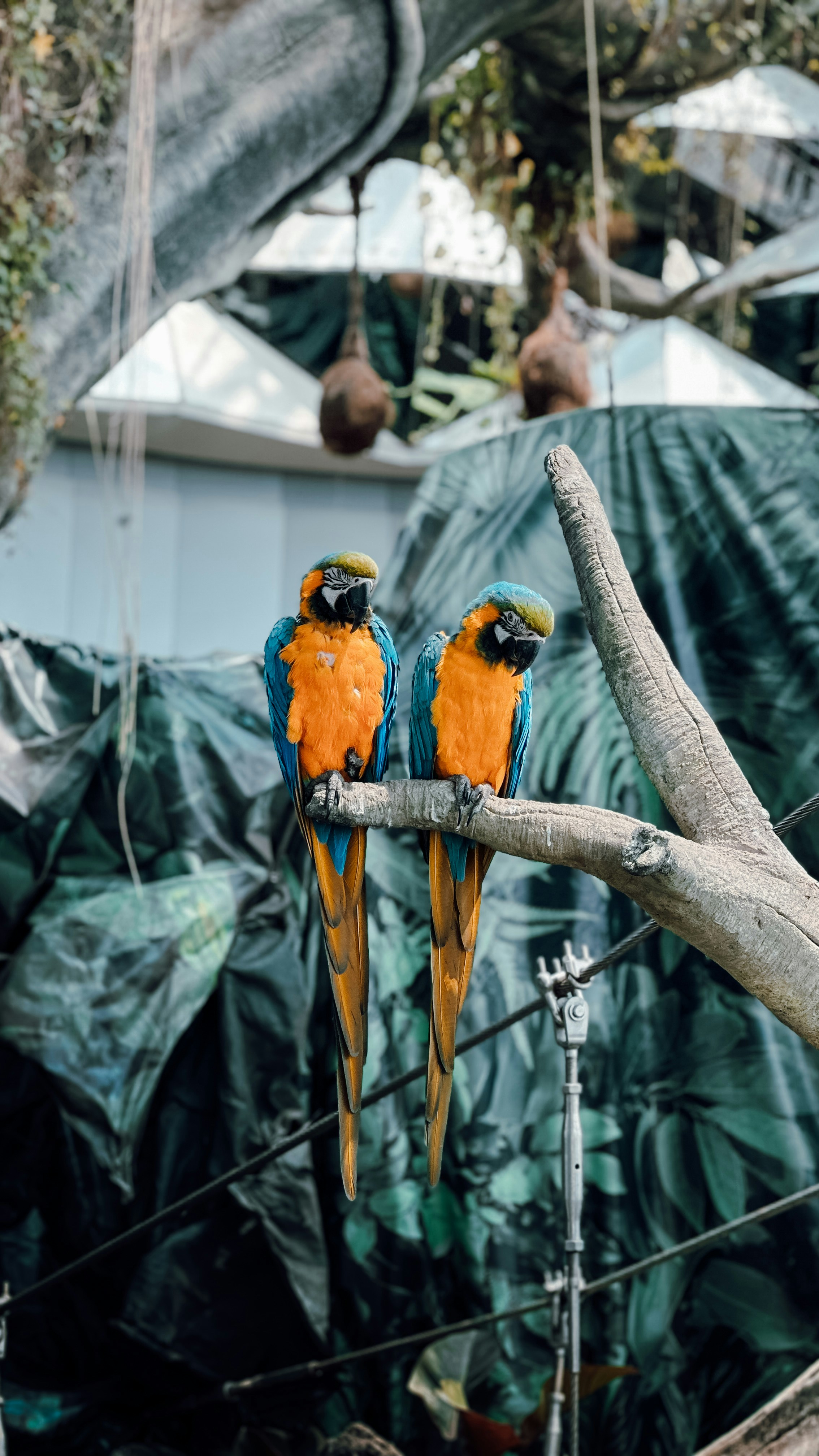 Vibrant Companionship in the Canopy