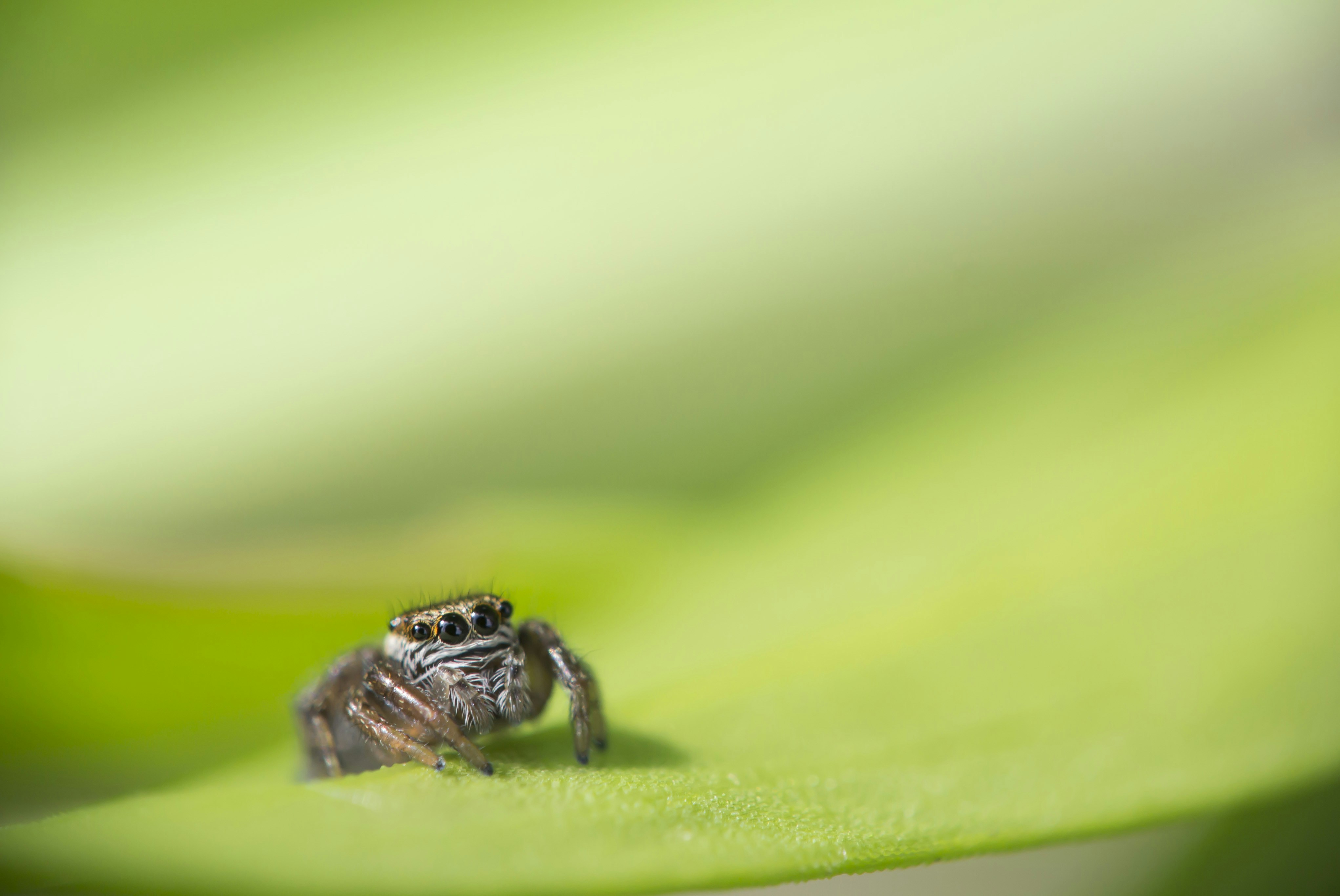 A small spider sits on a vibrant green leaf.